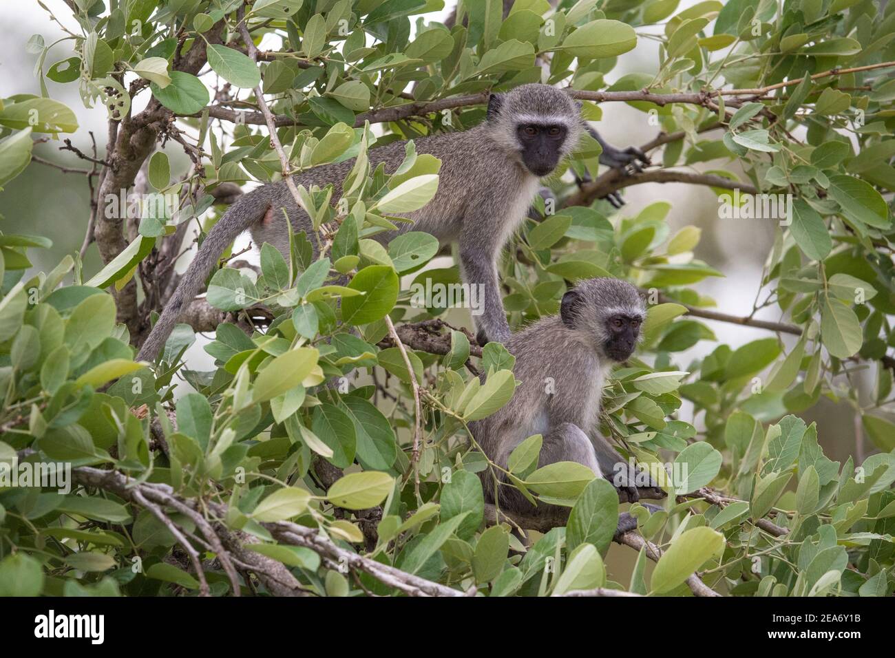 Vervet affen kruger nationalpark -Fotos und -Bildmaterial in hoher ...