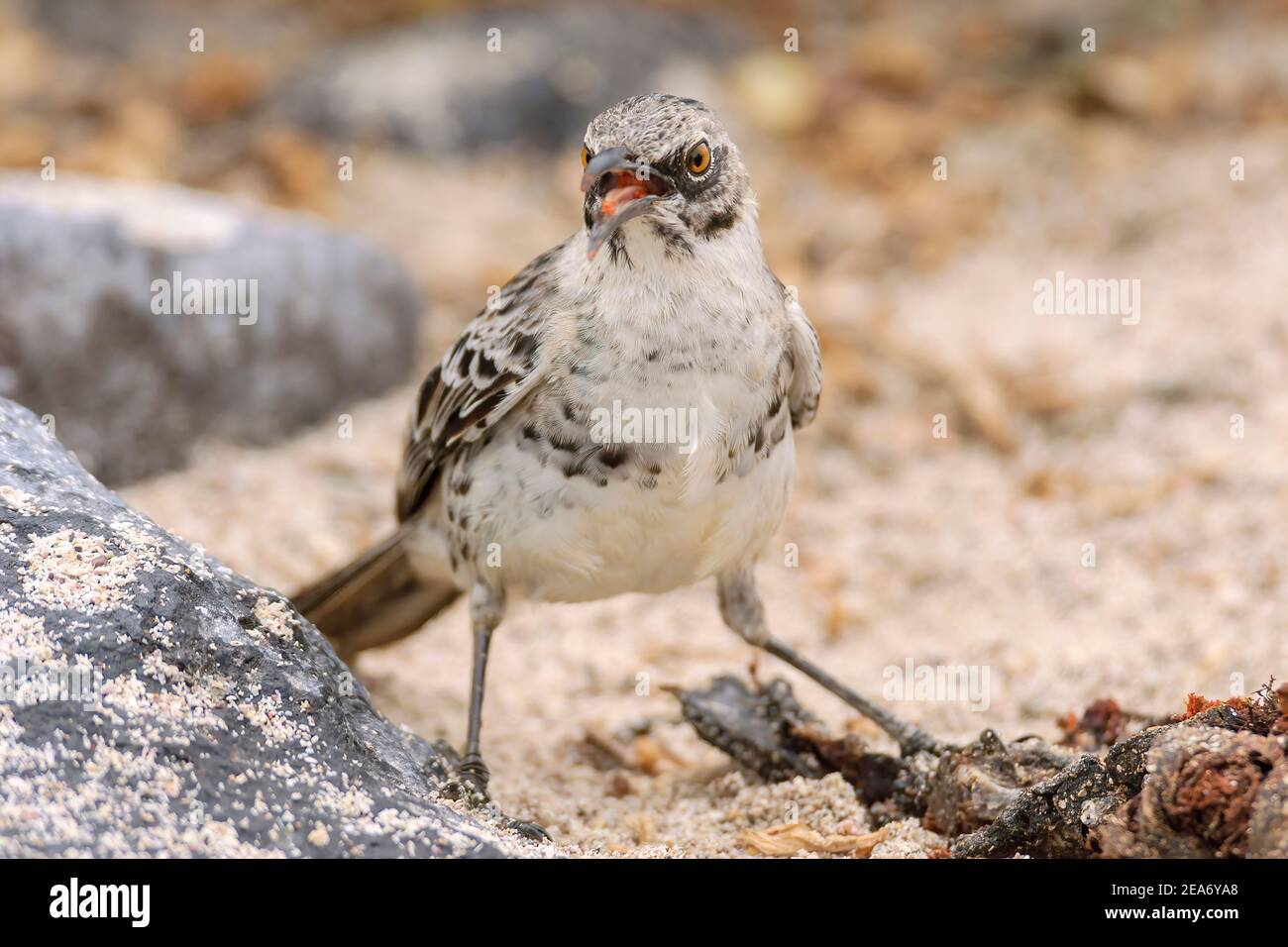 Espanola Mockingbird oder Hood Mockingbird, Mimus macdonaldi ...