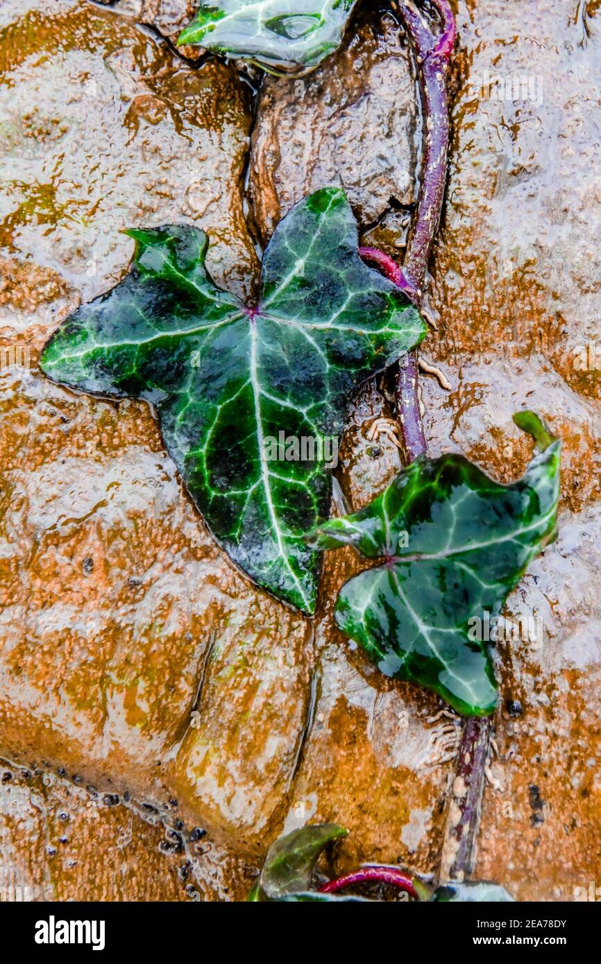 Nasser englischer efeu -Fotos und -Bildmaterial in hoher Auflösung – Alamy