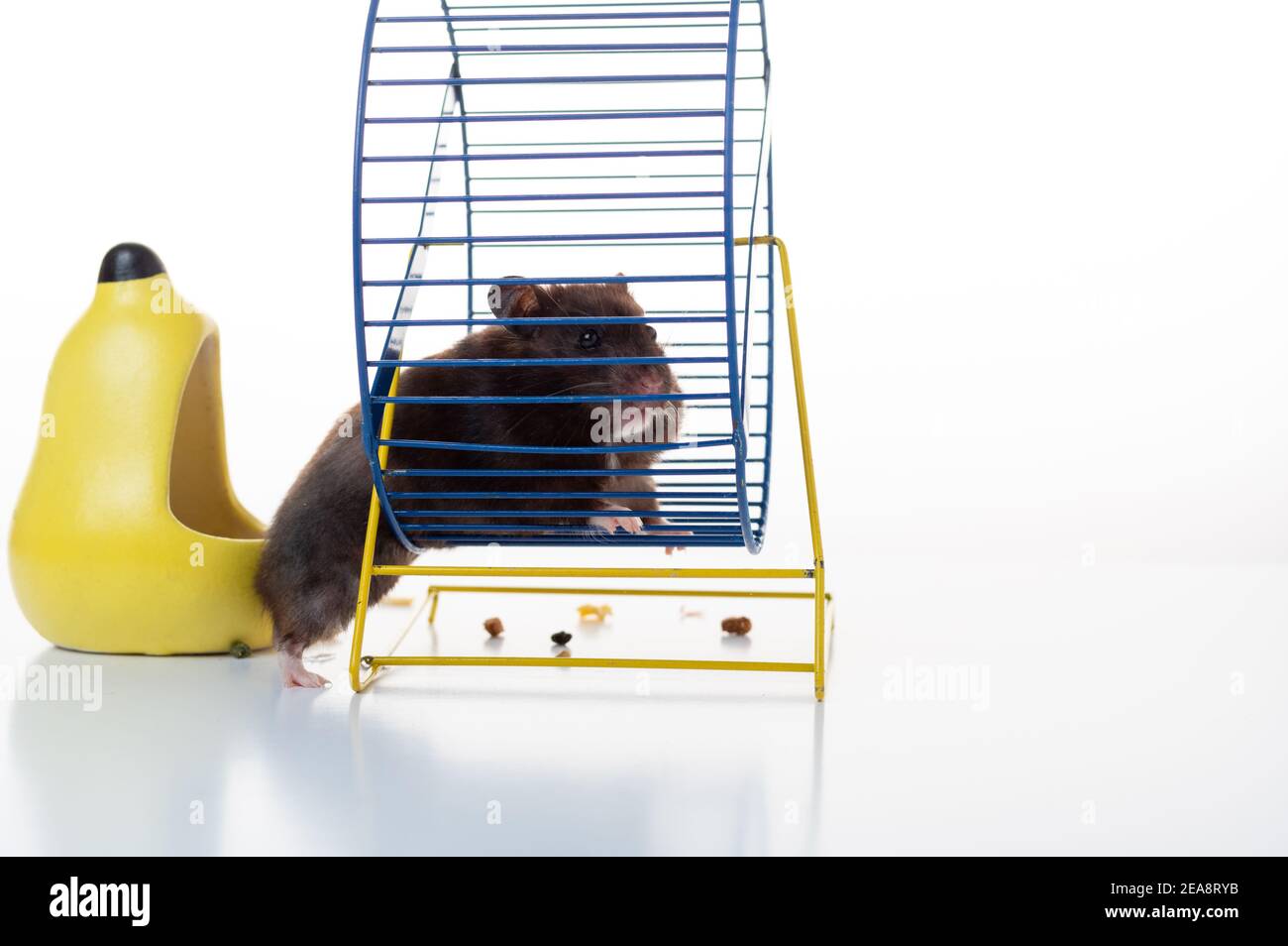 Pet hamster wheel -Fotos und -Bildmaterial in hoher Auflösung – Alamy