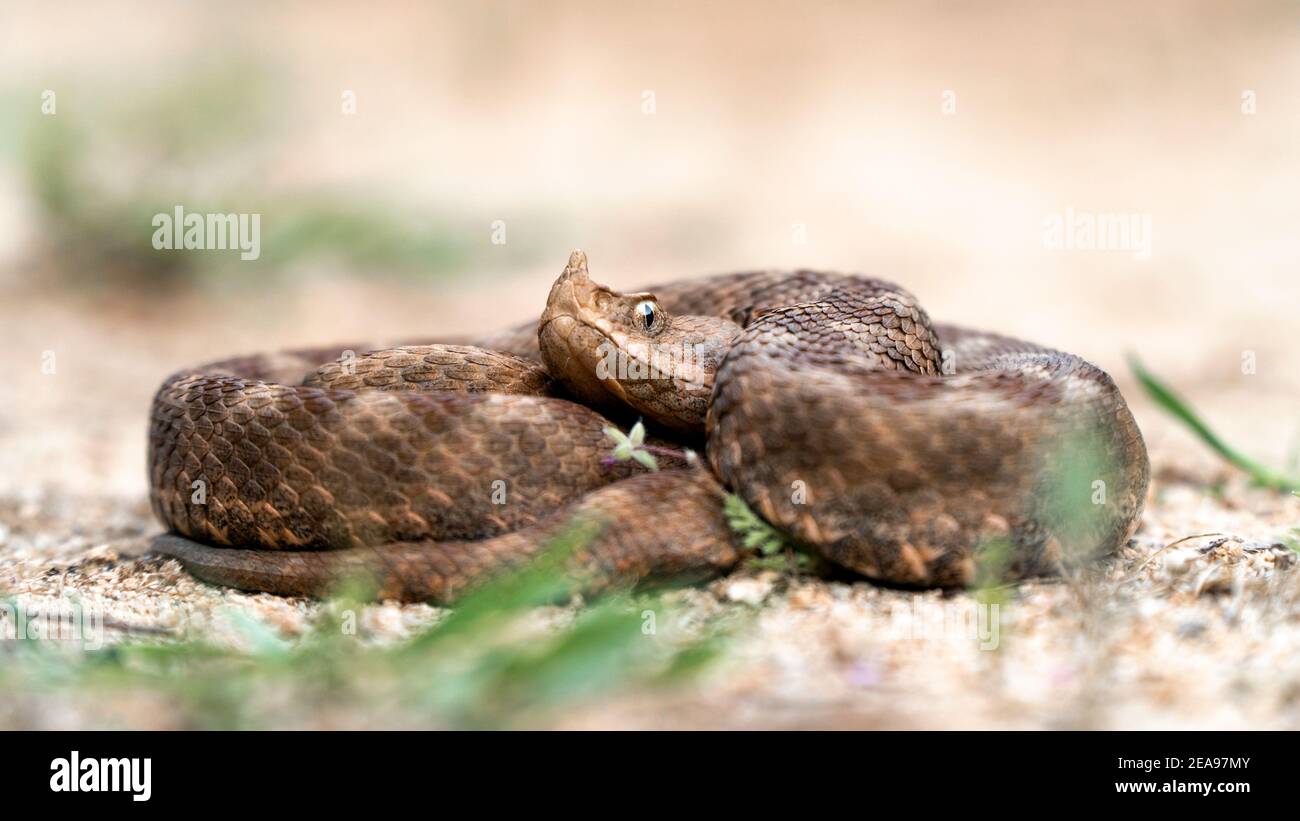 Nase horn viper schlange -Fotos und -Bildmaterial in hoher Auflösung ...