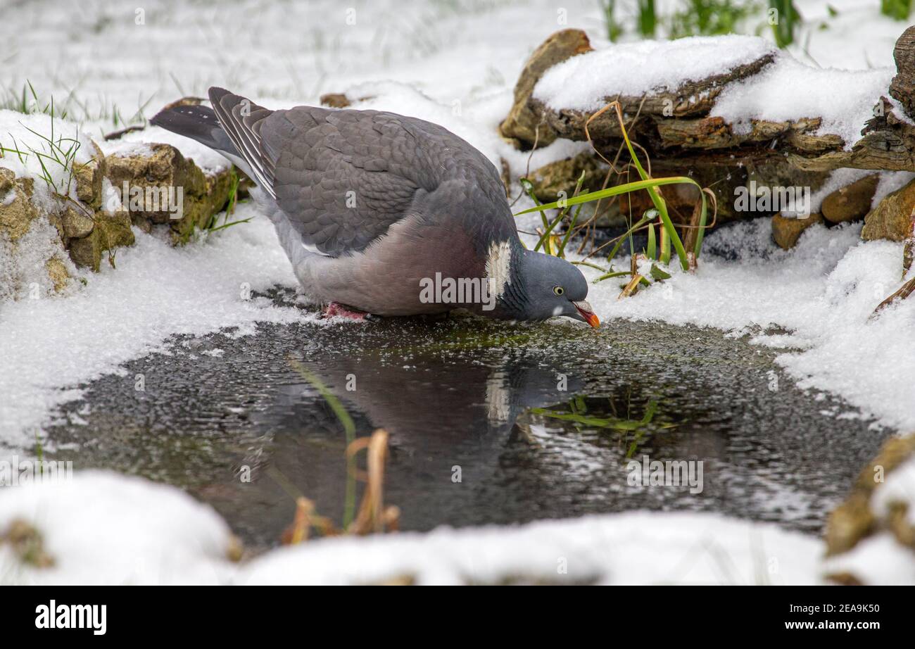Dicke ringeltaube -Fotos und -Bildmaterial in hoher Auflösung – Alamy