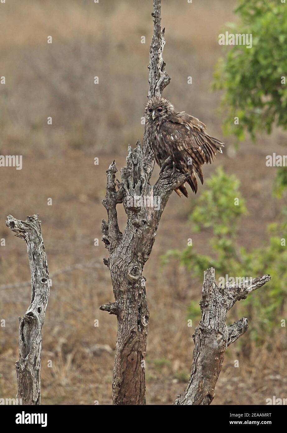 Nasse Eule Stockfotos und -bilder Kaufen - Alamy