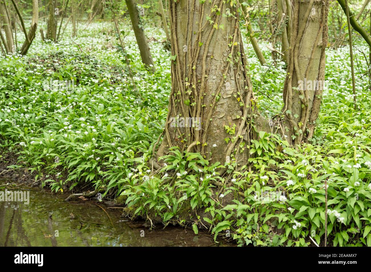 Standorte der arten -Fotos und -Bildmaterial in hoher Auflösung – Alamy