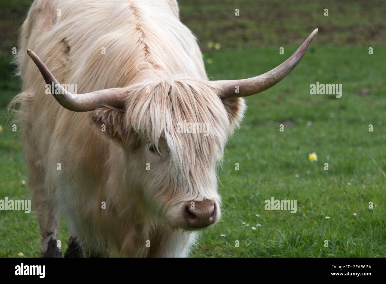 Schottisches Hochlandrind im Jura, Schweiz Stockfotografie - Alamy