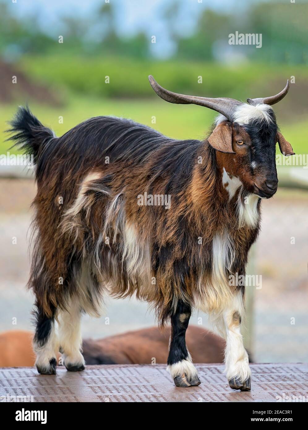 Ziege mit langhaarigem fell -Fotos und -Bildmaterial in hoher Auflösung ...