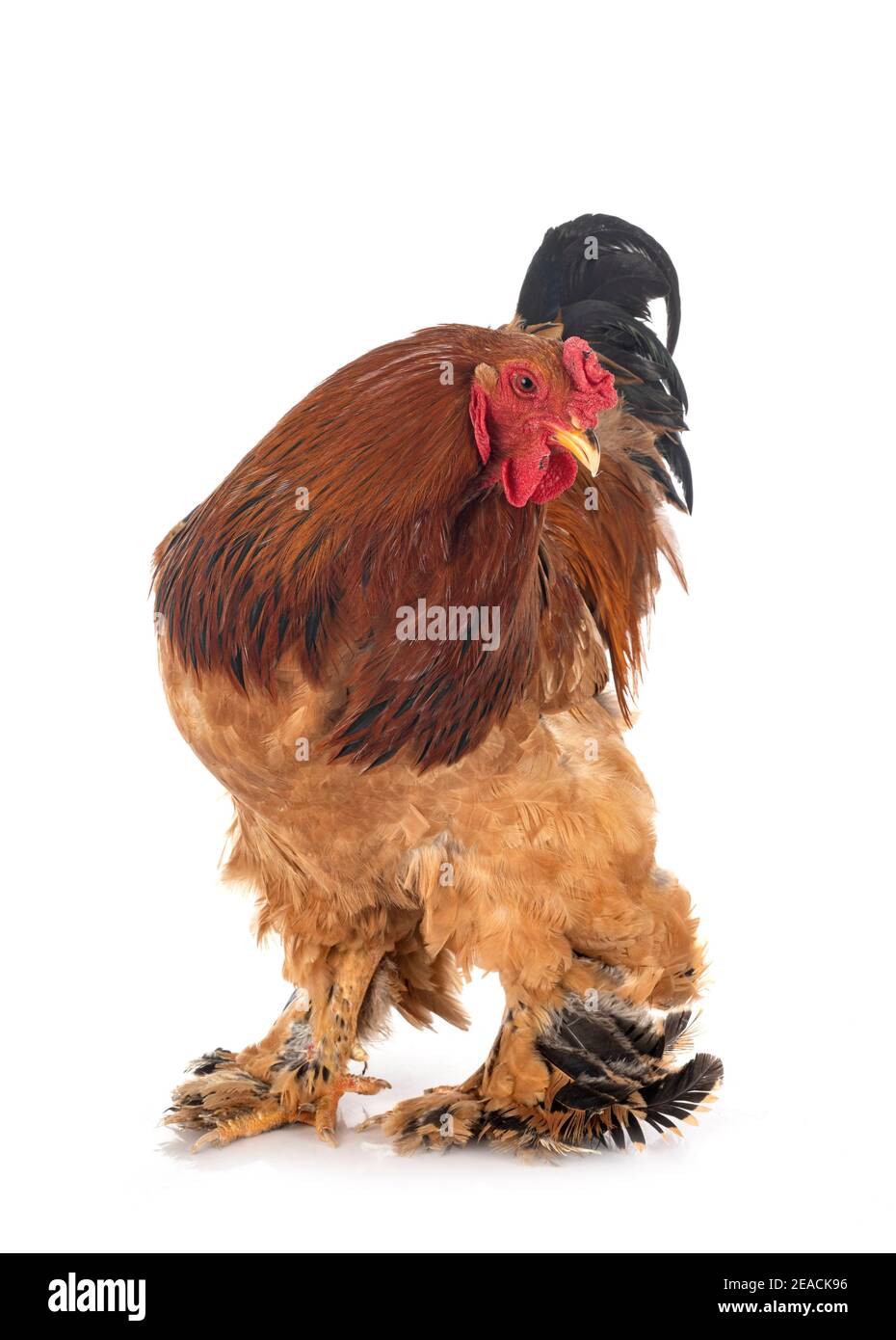 Buff brahma -Fotos und -Bildmaterial in hoher Auflösung – Alamy