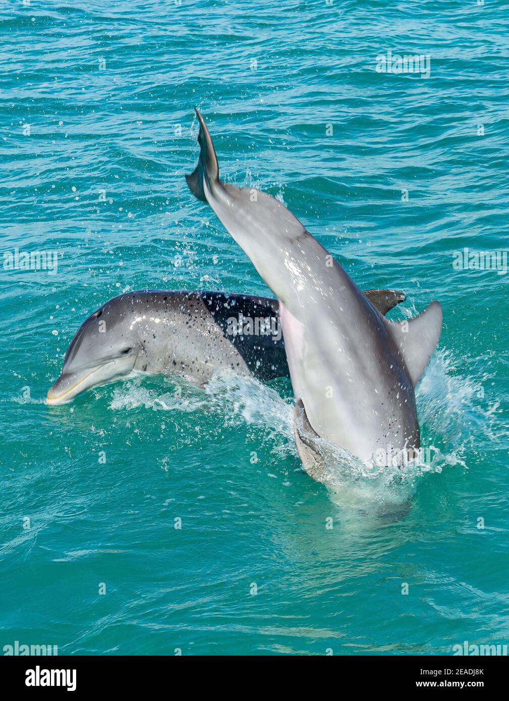 Fischen mit flaschennasen delfinen Stockfotos und -bilder Kaufen - Alamy