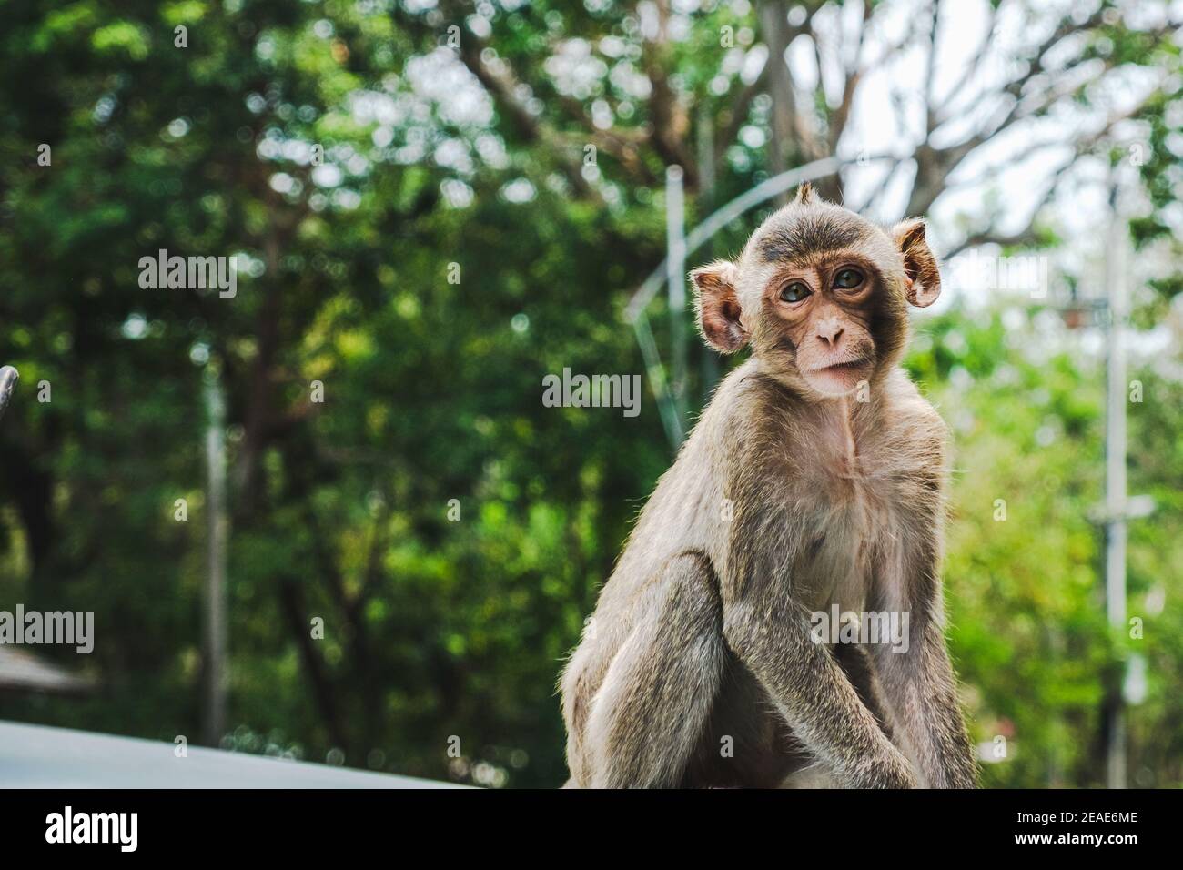 Baby affen thailand -Fotos und -Bildmaterial in hoher Auflösung – Alamy