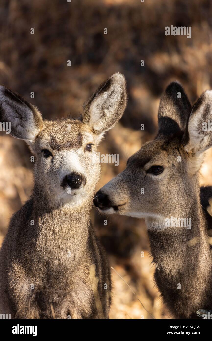 Hirsch herde odocoileus tier tiere -Fotos und -Bildmaterial in hoher ...