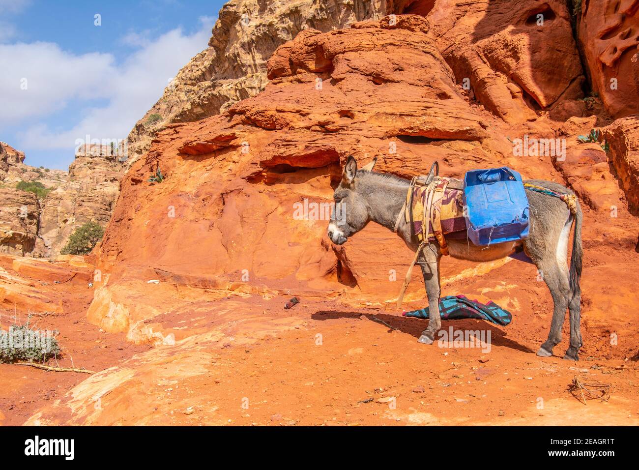 Junger Esel Stockfotos und -bilder Kaufen - Alamy