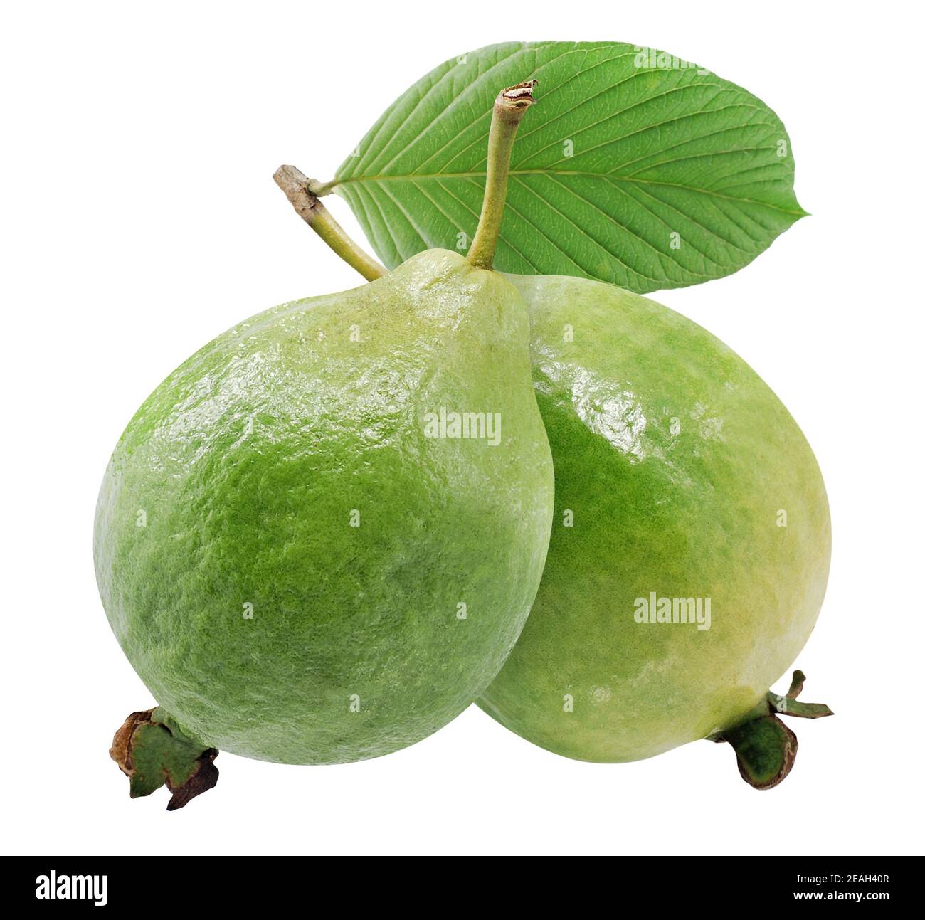 Guava fruits green -Fotos und -Bildmaterial in hoher Auflösung – Alamy
