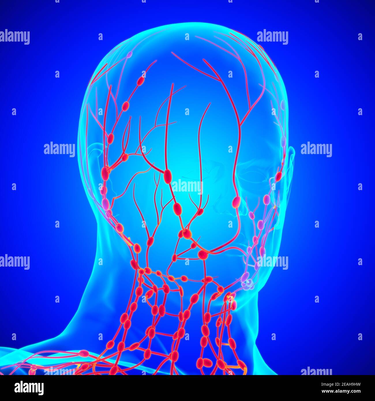 Menschliche Lymphknoten Anatomie für medizinisches Konzept 3D ...
