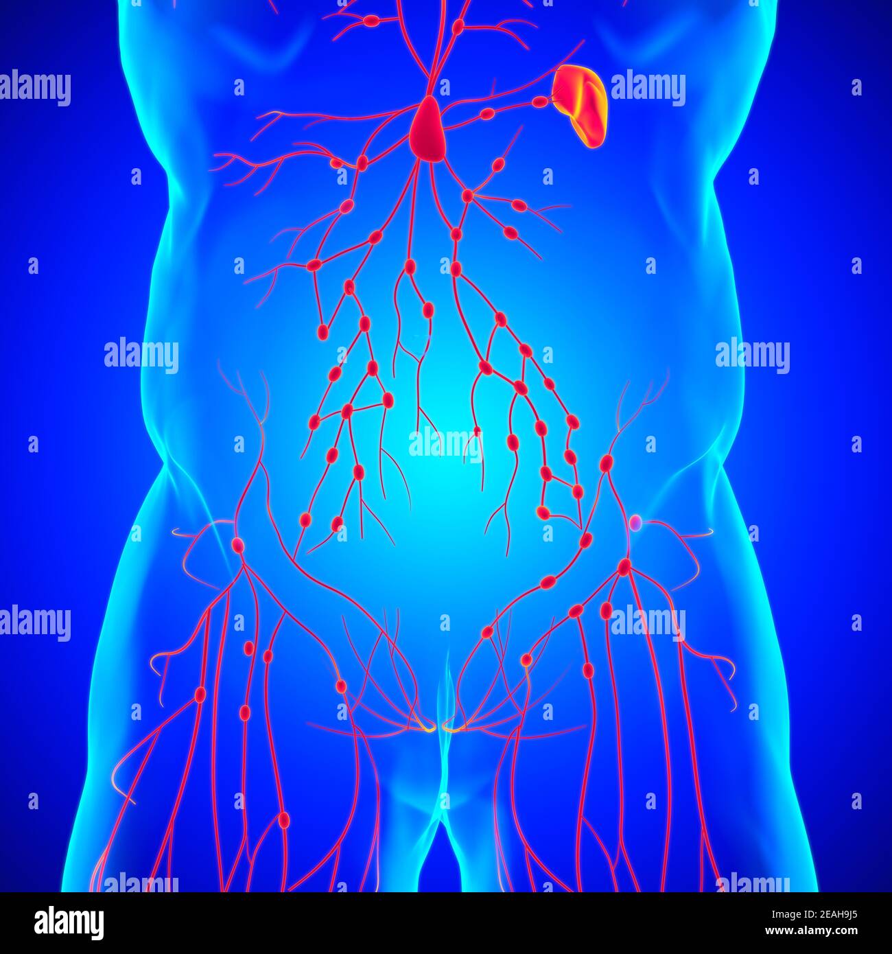 Menschliche Lymphknoten Anatomie für medizinisches Konzept 3D ...
