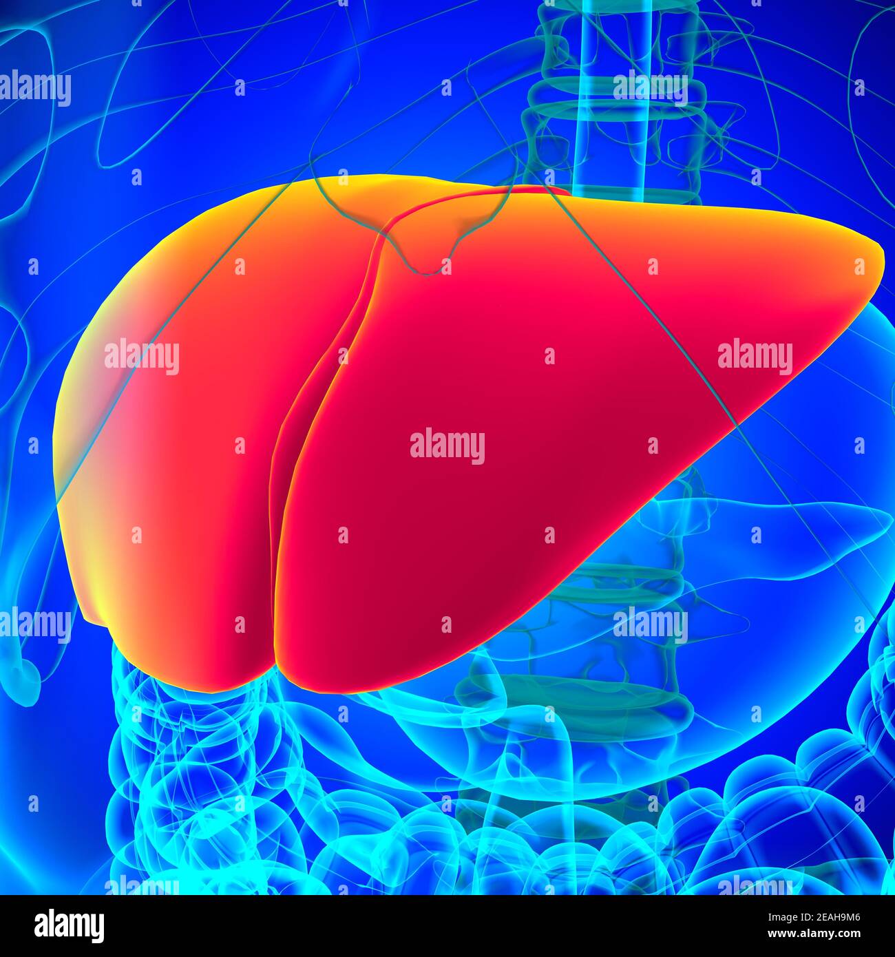 Leber 3D Illustration menschliche Verdauungssystem Anatomie für ...