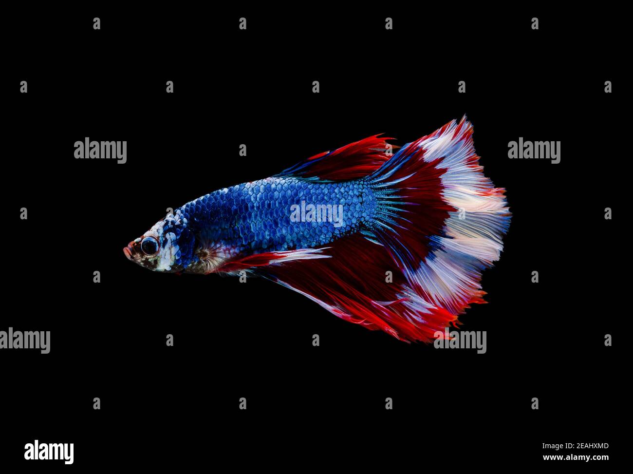 Aquarium blue background yellow fish -Fotos und -Bildmaterial in hoher ...