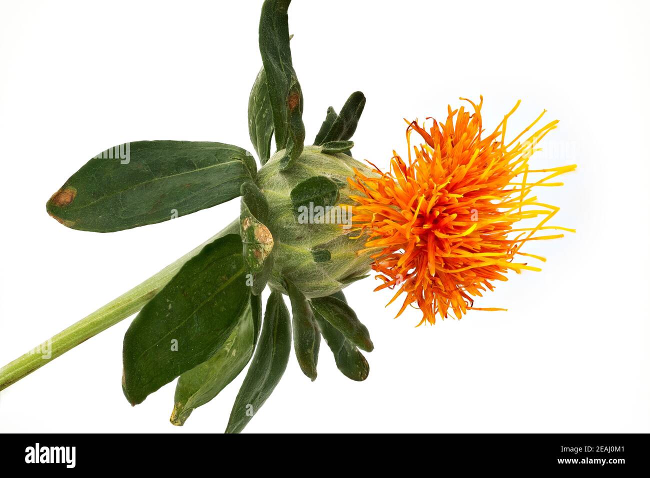 Gelber saflor -Fotos und -Bildmaterial in hoher Auflösung – Alamy