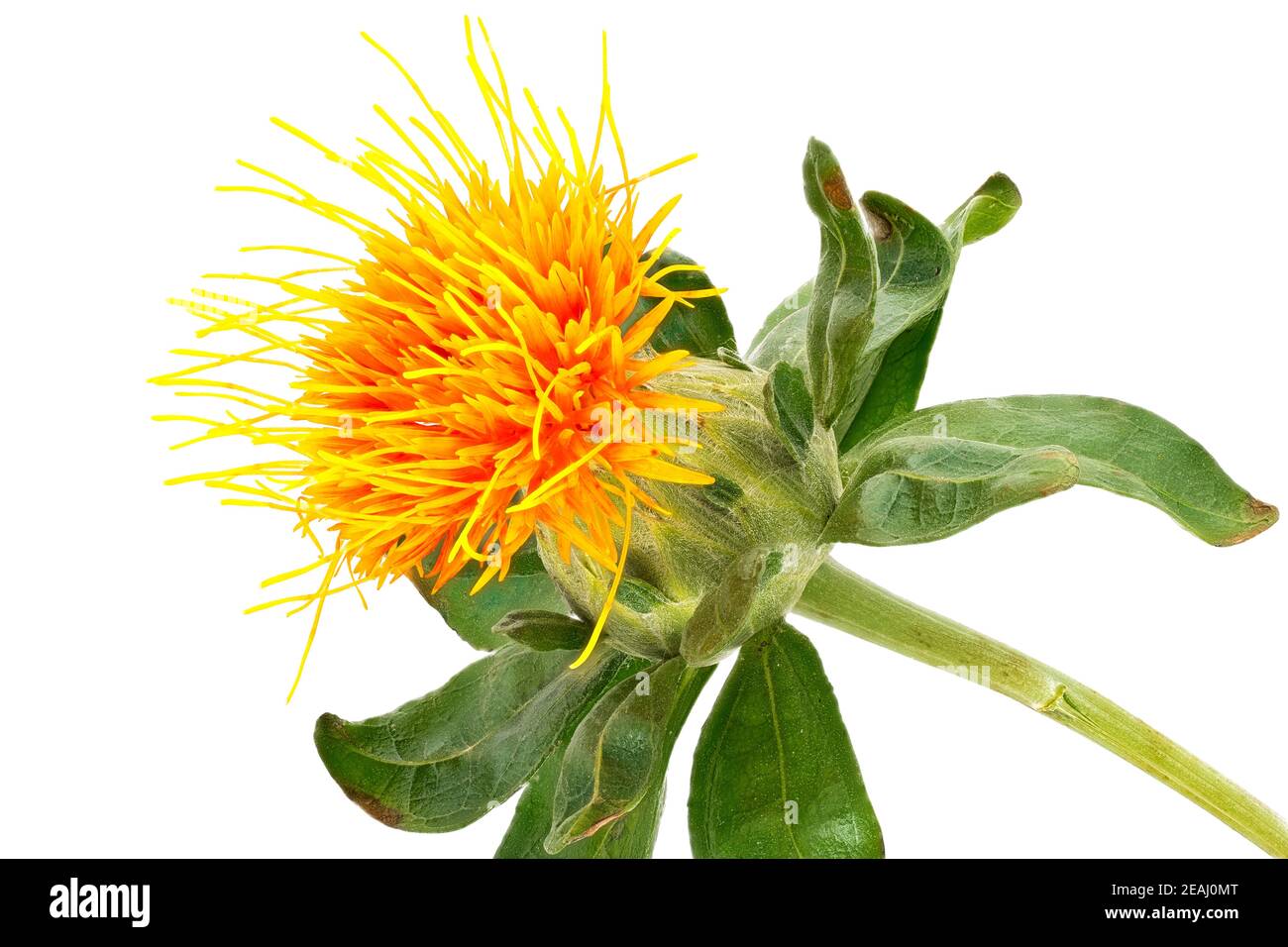 Gelber saflor -Fotos und -Bildmaterial in hoher Auflösung – Alamy