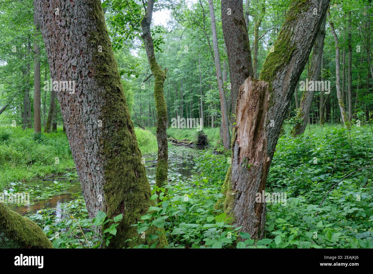 Schwarze erle alnus glutinosa im sommer -Fotos und -Bildmaterial in ...