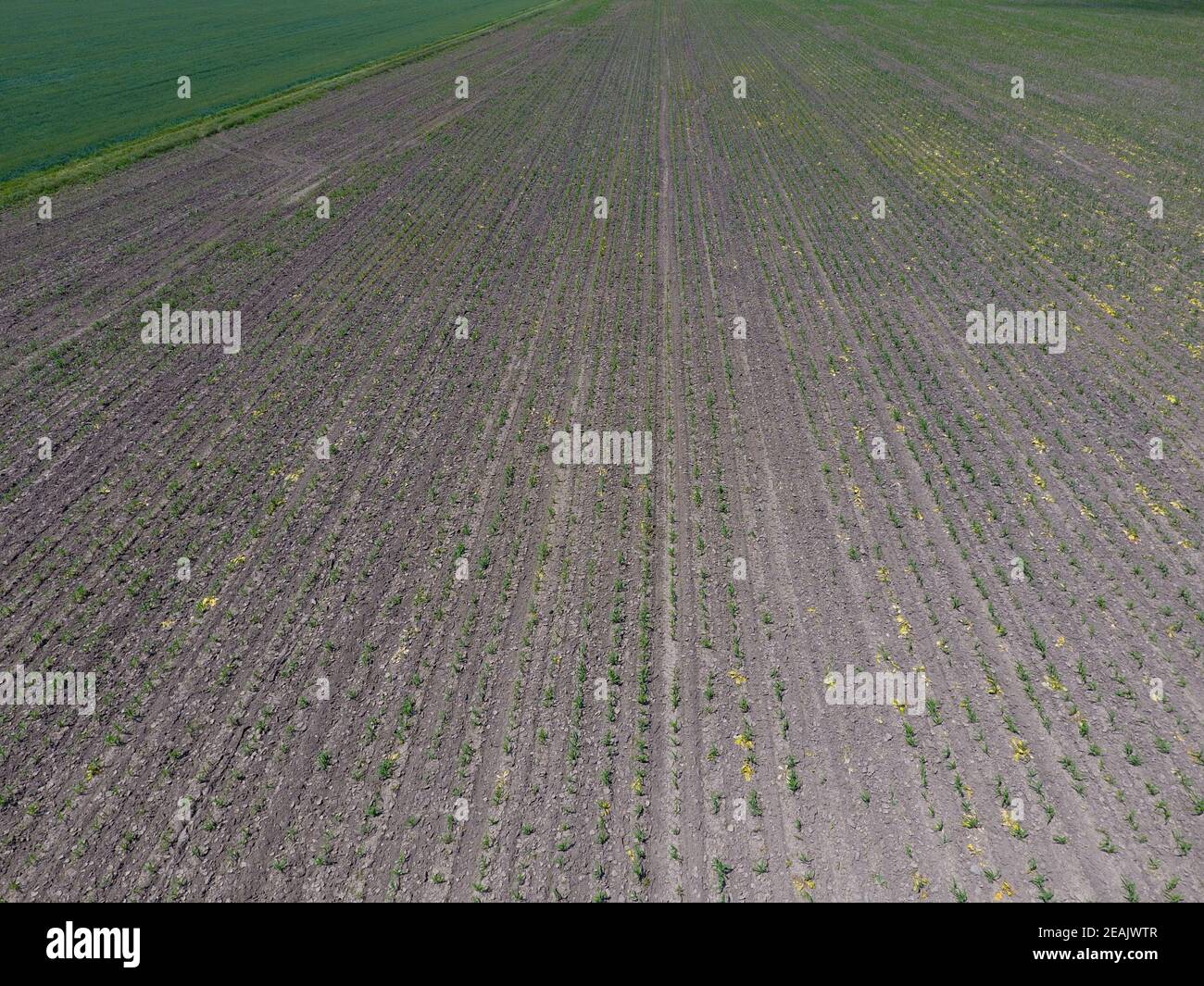 Sämlinge von Mais. Feld junger Mais. Triebe von Getreide auf dem Feld ...