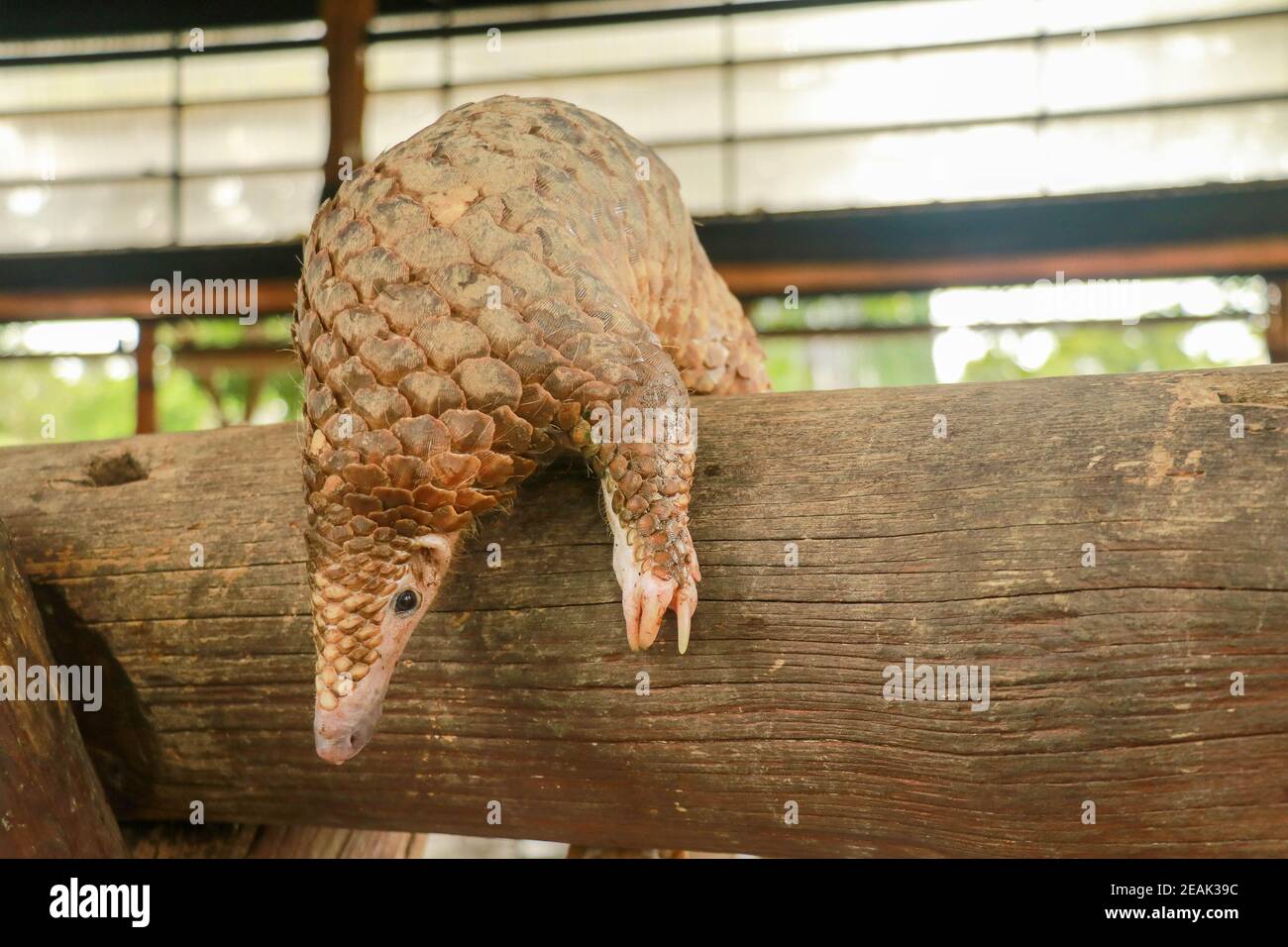 Malayan pangolin manis javanica -Fotos und -Bildmaterial in hoher ...