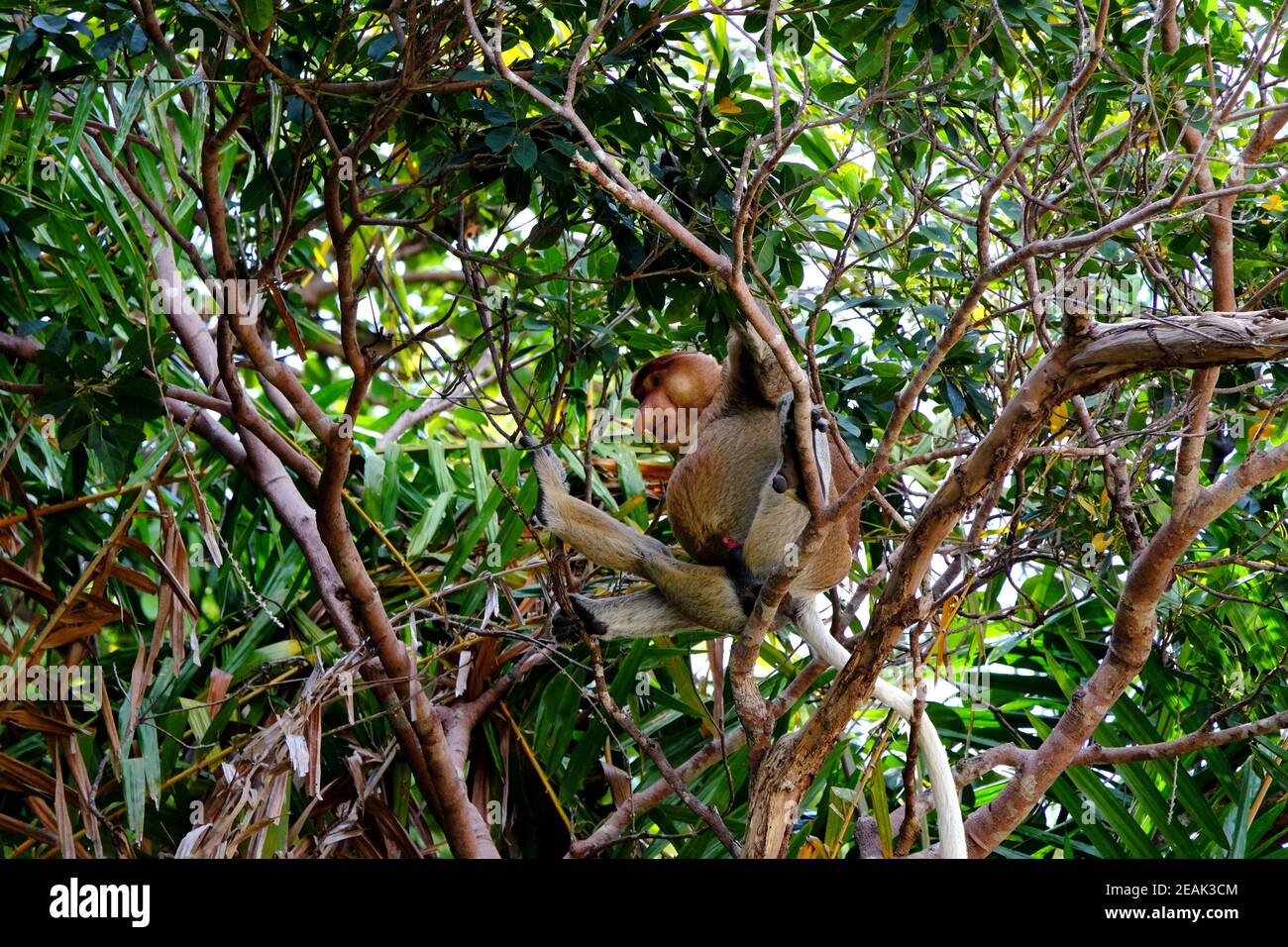 Affe sitzt -Fotos und -Bildmaterial in hoher Auflösung – Alamy