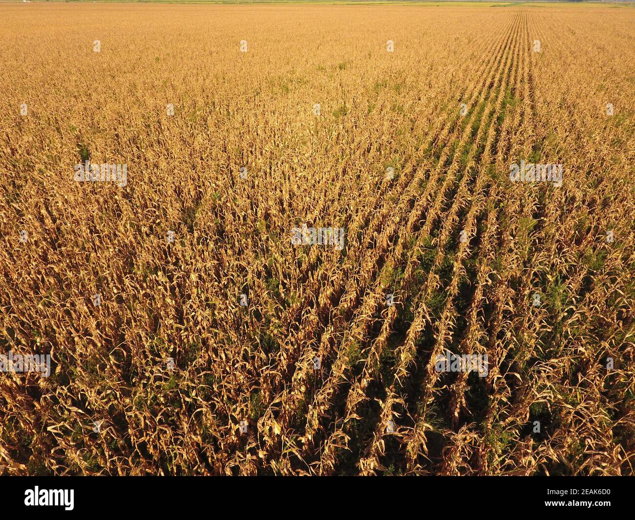 Feld mit reifen Mais. Trockene Stiele von Mais. Ansicht der cornfield ...