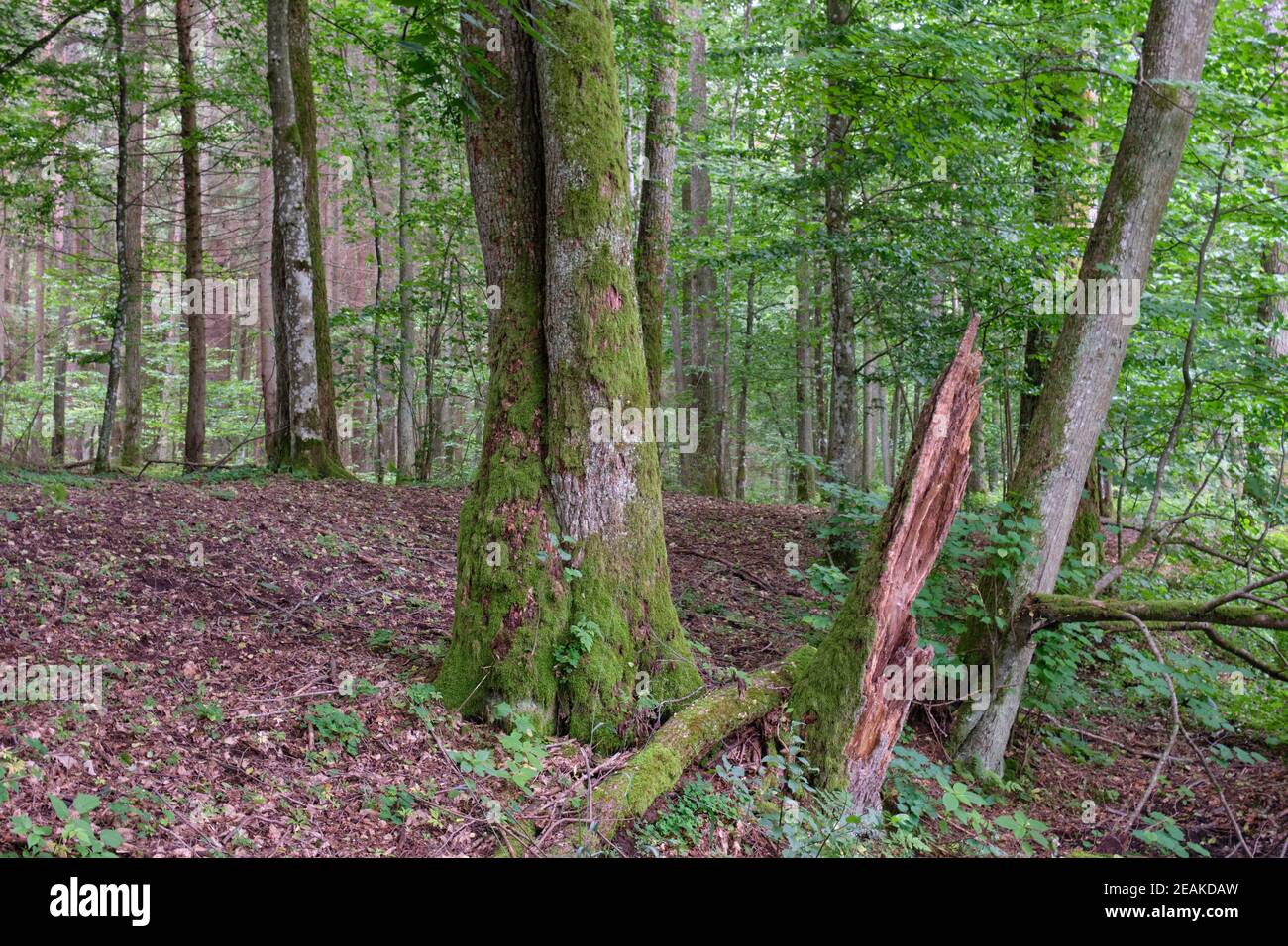 Alte Schwarzerle (Alnus glutinosa) Bäume im Sommerwald Stockfotografie ...