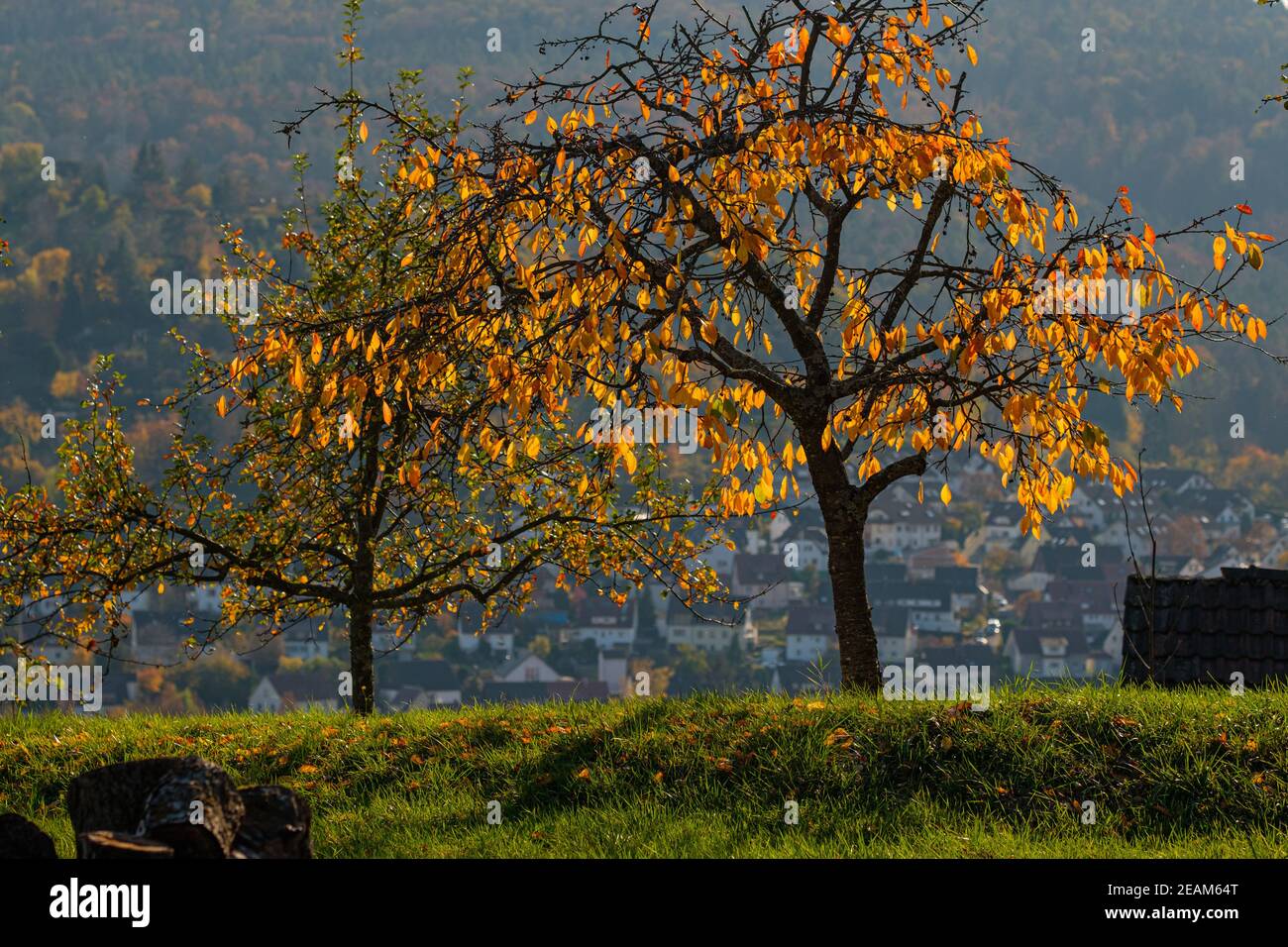 Herbst kirschbaum blatt -Fotos und -Bildmaterial in hoher Auflösung – Alamy