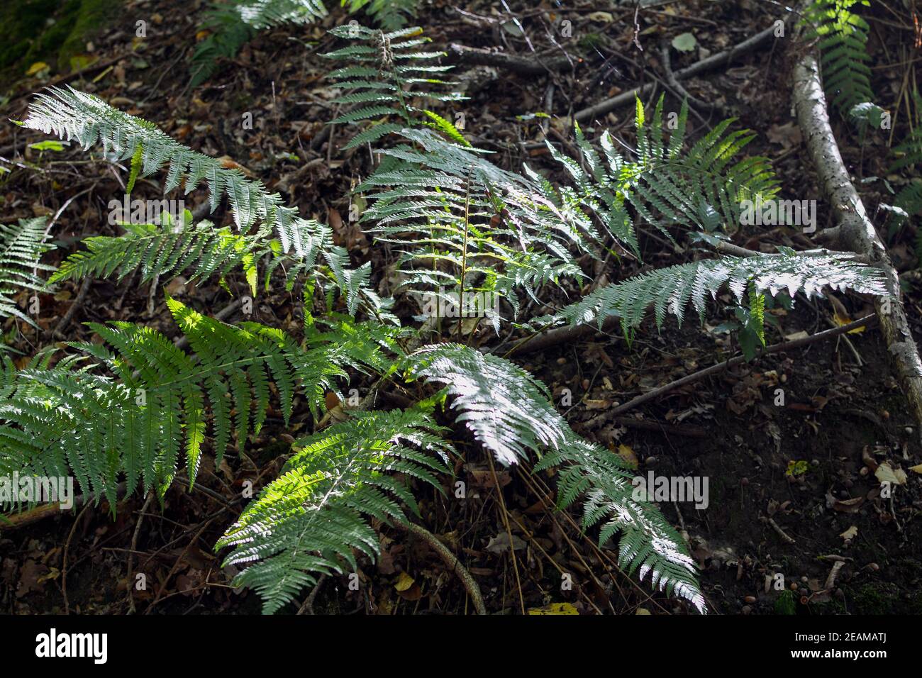 Earth forest -Fotos und -Bildmaterial in hoher Auflösung – Alamy