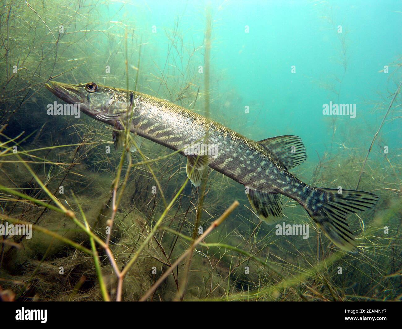 Hecht see -Fotos und -Bildmaterial in hoher Auflösung – Alamy