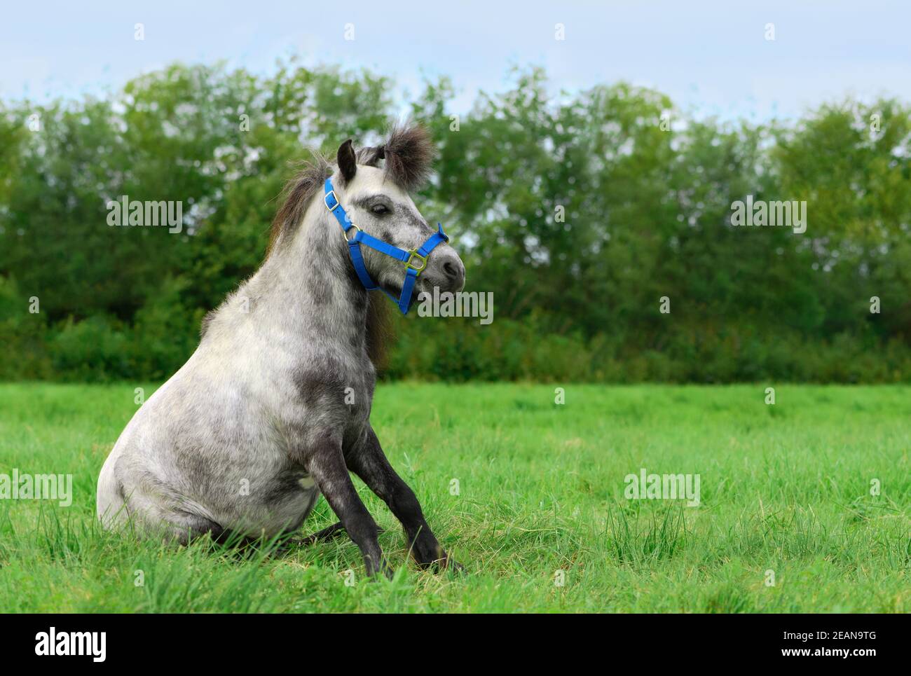 Lustiges pony -Fotos und -Bildmaterial in hoher Auflösung – Alamy