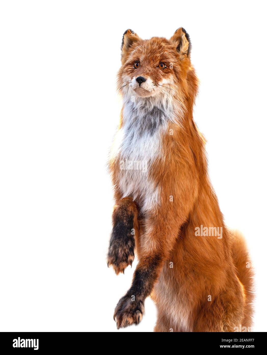 Fuchs rotfuchs tier hintergrund Ausgeschnittene Stockfotos und -bilder ...