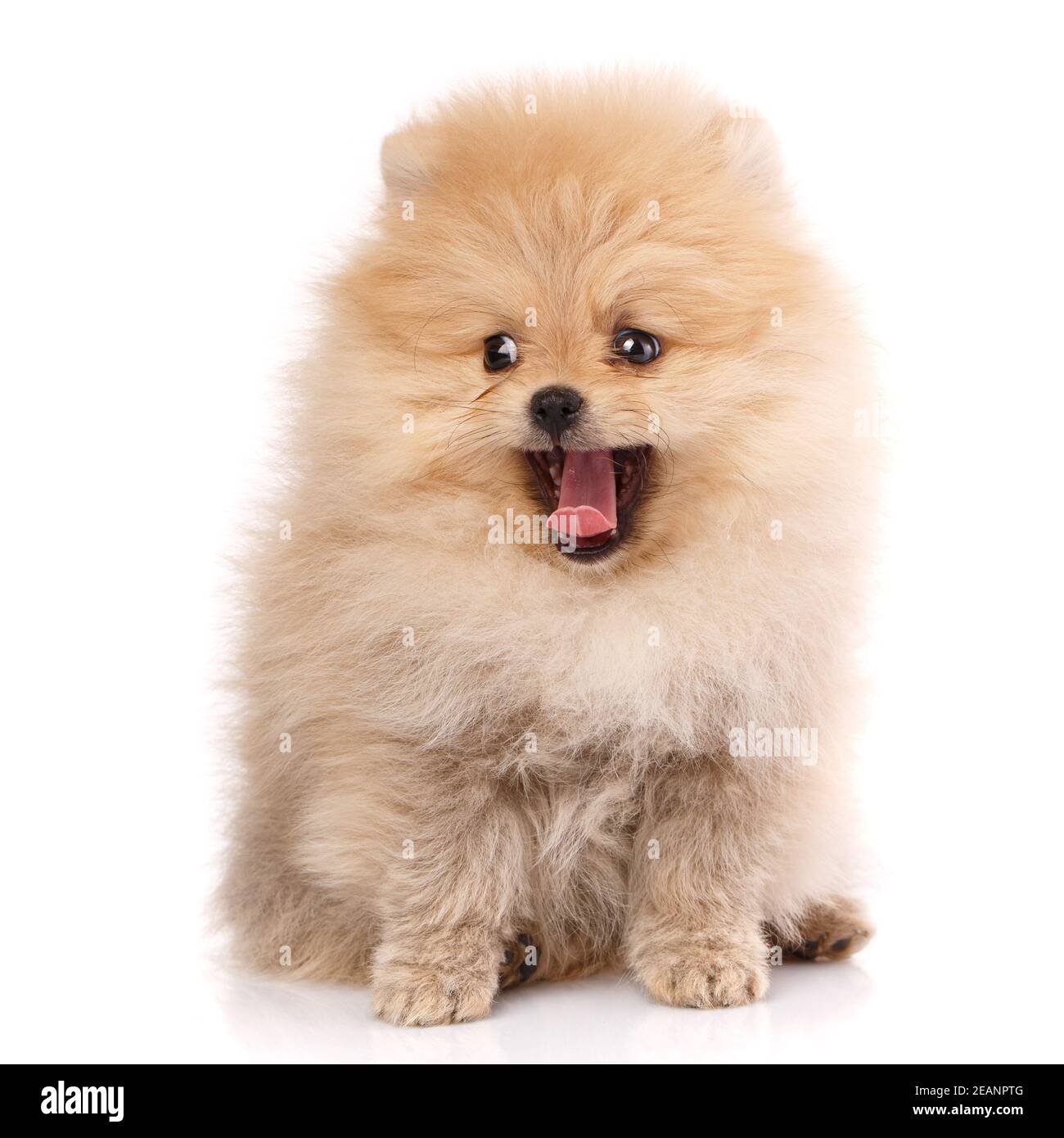 Animals pomeranian spitz dog pets -Fotos und -Bildmaterial in hoher ...