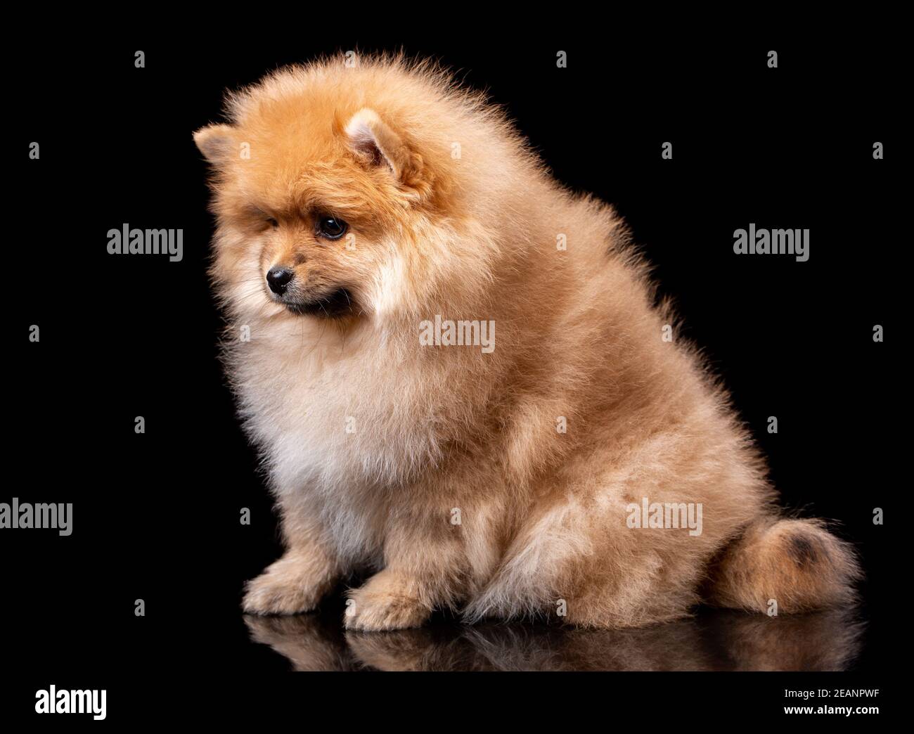Junger hellbrauner hund -Fotos und -Bildmaterial in hoher Auflösung – Alamy