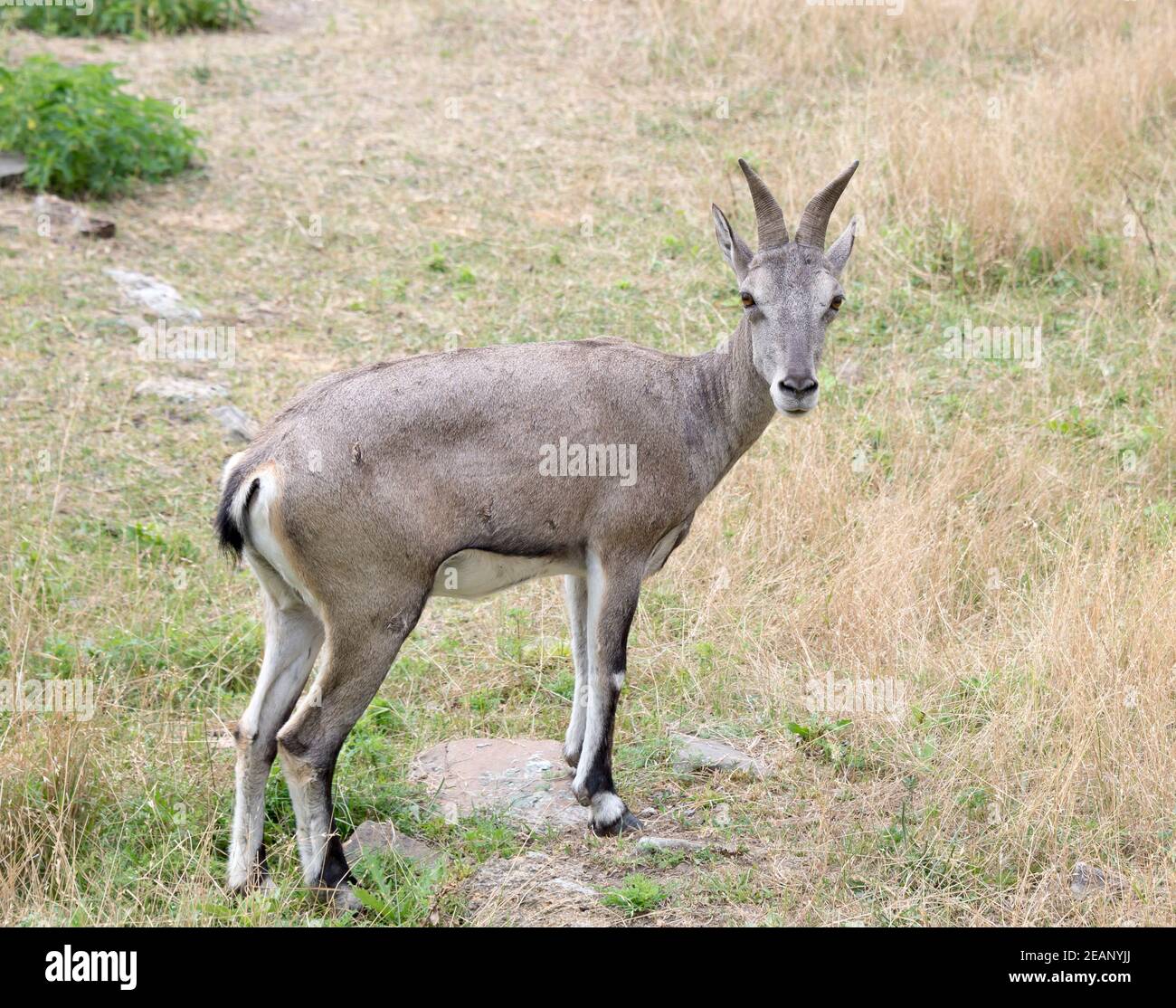 Wild goat -Fotos und -Bildmaterial in hoher Auflösung – Alamy