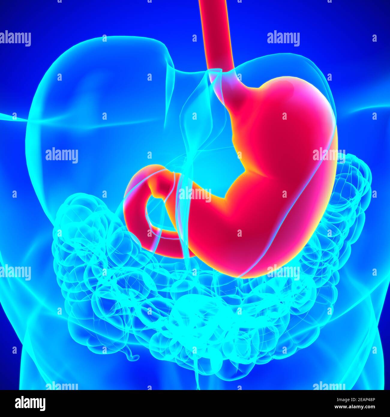 Magen Anatomie Human Digestive System für medizinisches Konzept 3D ...
