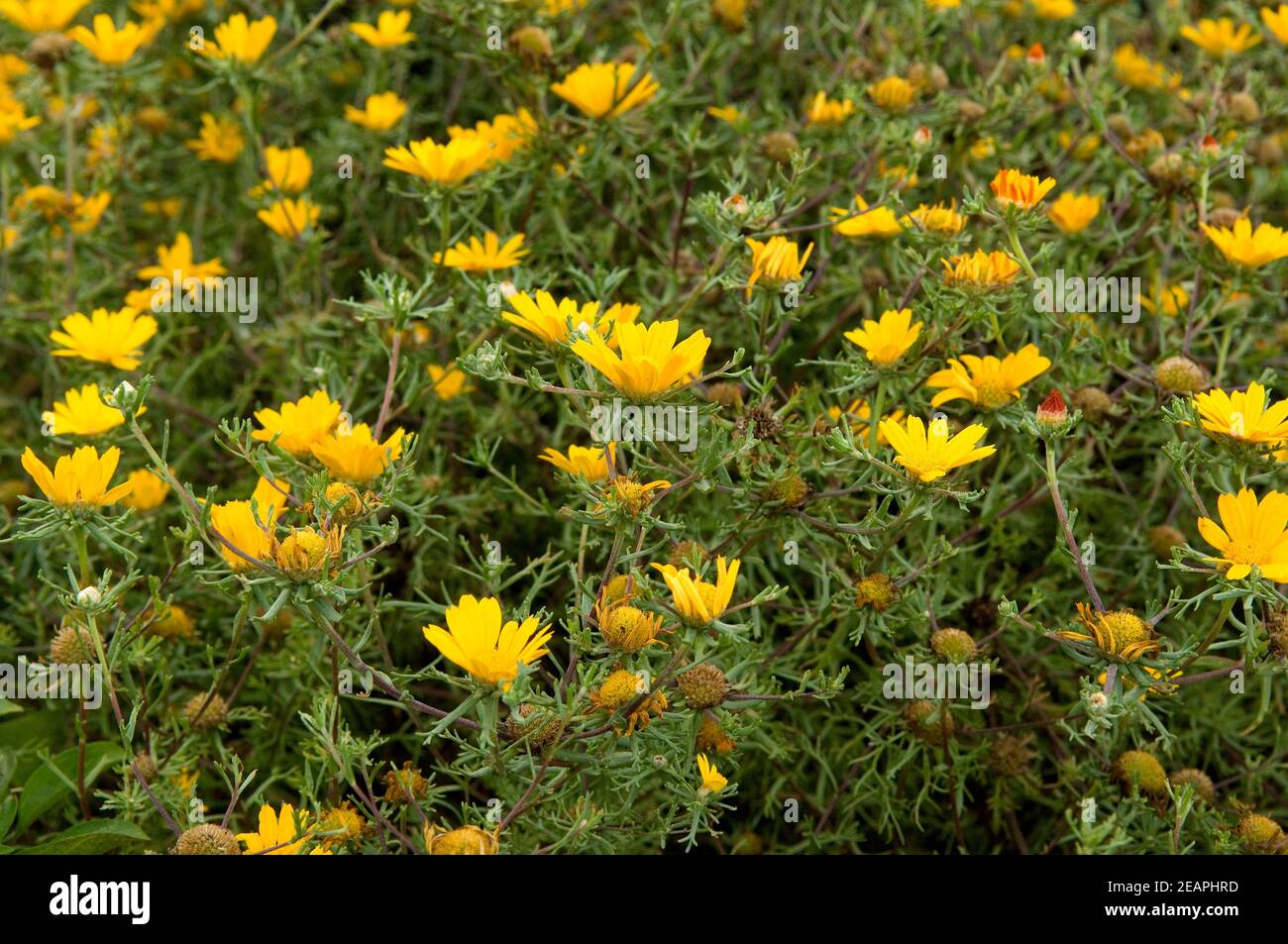 Cladanthus arabicus -Fotos und -Bildmaterial in hoher Auflösung – Alamy