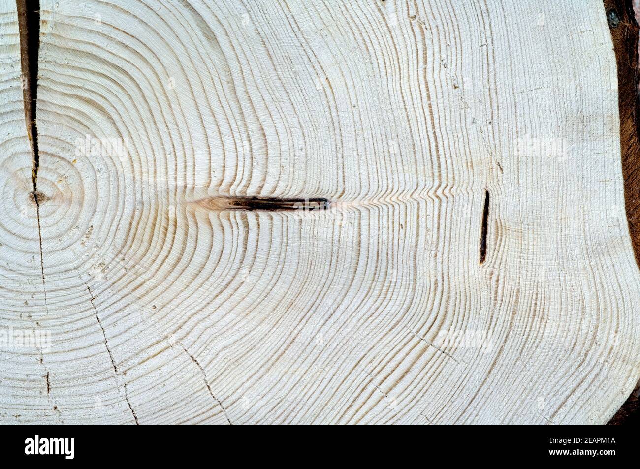 Jahresringe Fichte Picea abies Rottanne Jahrring Holzring ...