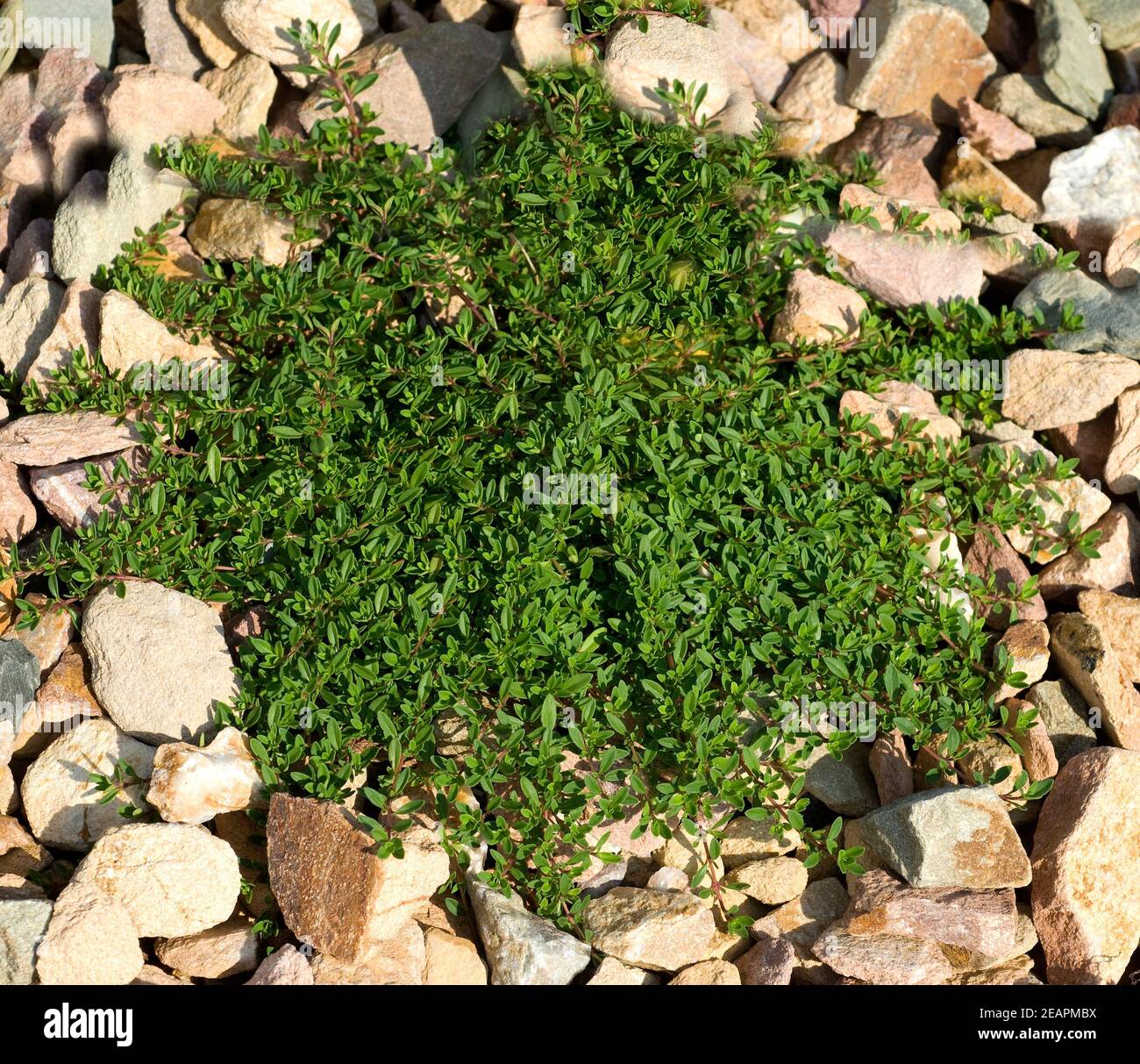 Kriechender thymian -Fotos und -Bildmaterial in hoher Auflösung – Alamy