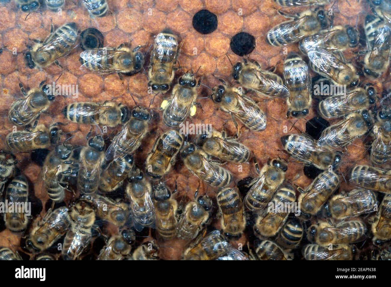 Makro biene -Fotos und -Bildmaterial in hoher Auflösung – Alamy