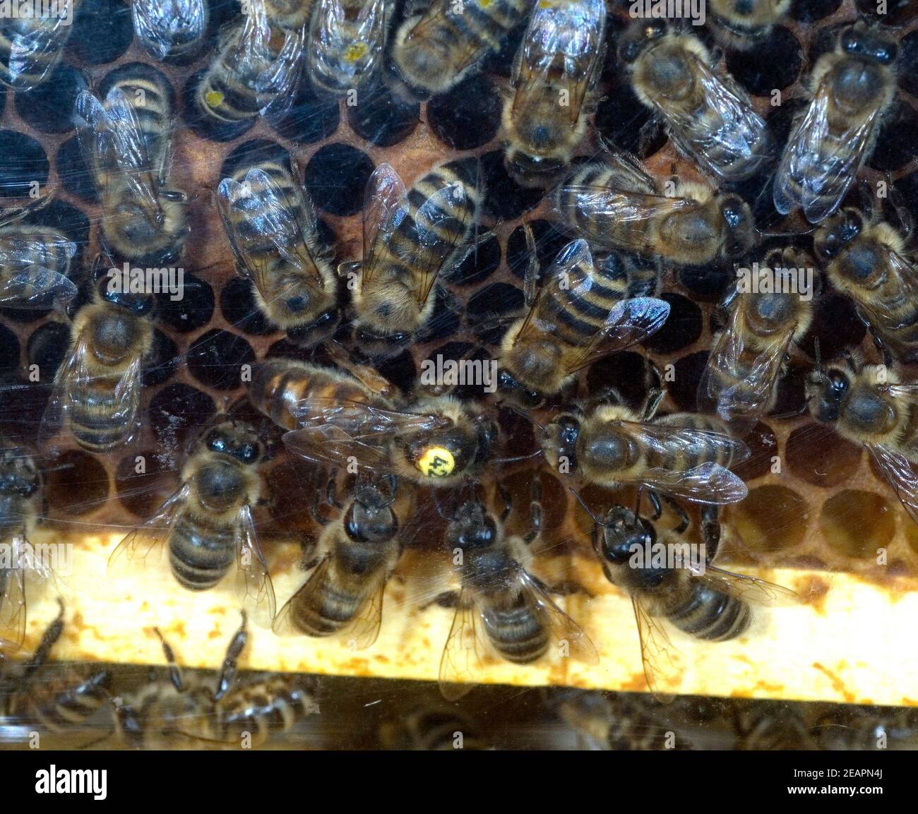Makro biene -Fotos und -Bildmaterial in hoher Auflösung – Alamy