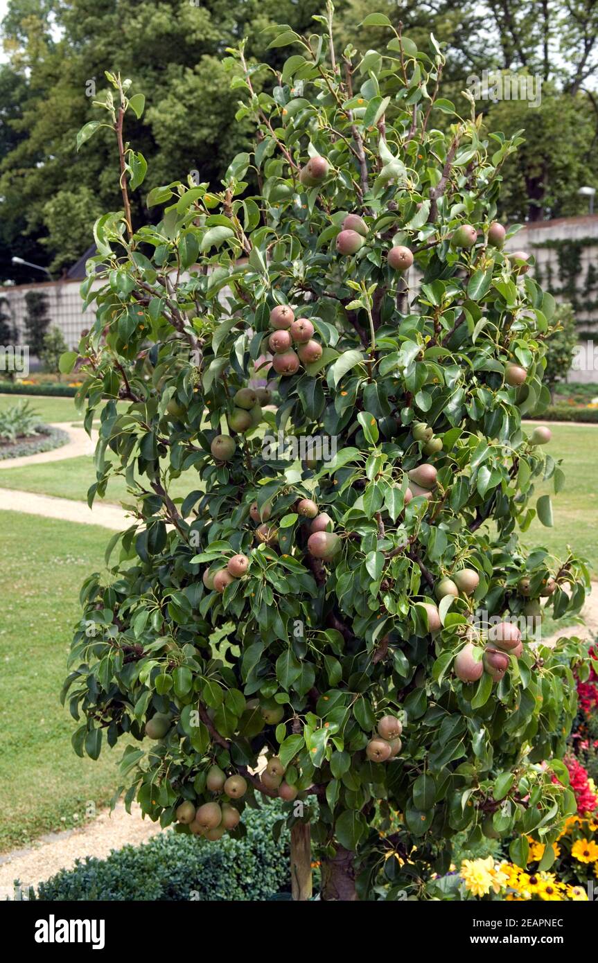 Nordhaeuser winterforelle -Fotos und -Bildmaterial in hoher Auflösung ...