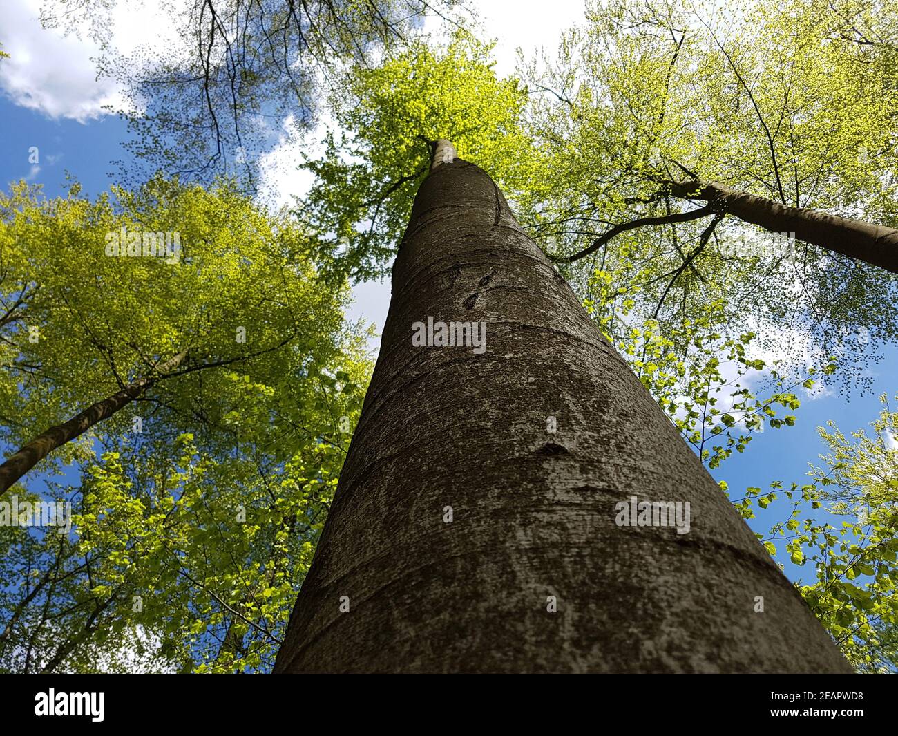 Mittelgebirge kellerwald -Fotos und -Bildmaterial in hoher Auflösung ...
