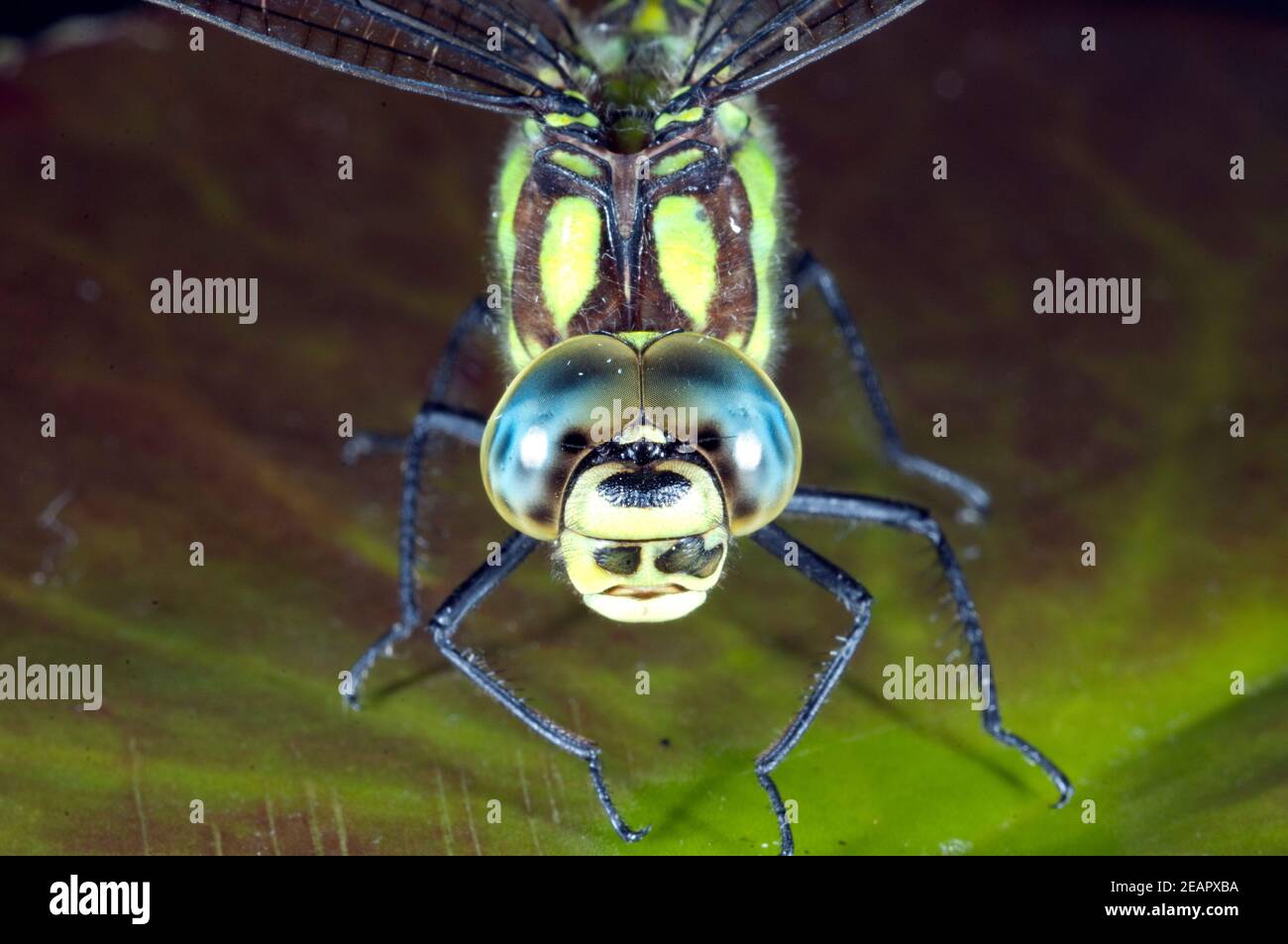 Mosaik libelle zusammengesetztes auge -Fotos und -Bildmaterial in hoher ...