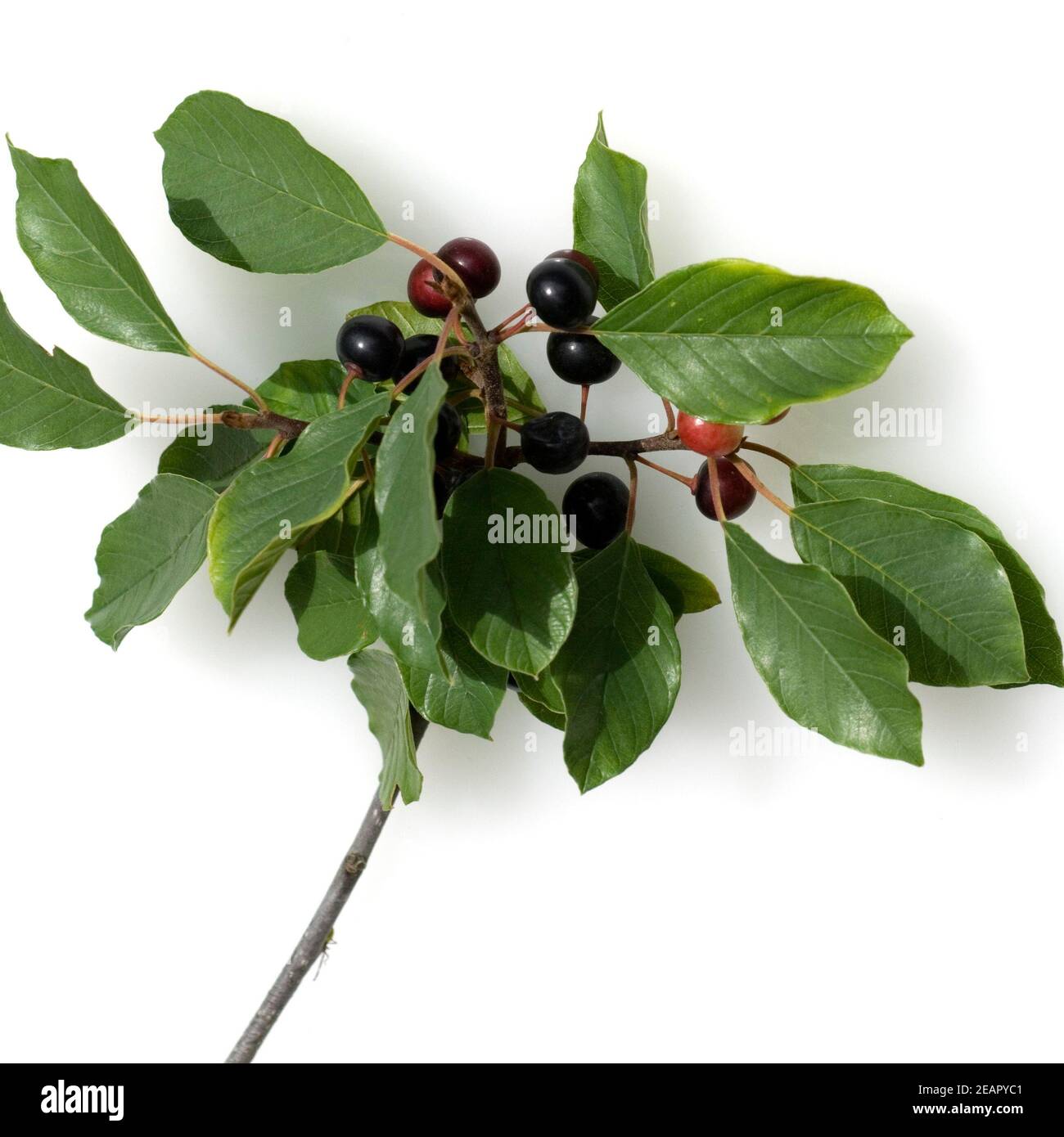 Frangula alnus -Fotos und -Bildmaterial in hoher Auflösung – Alamy
