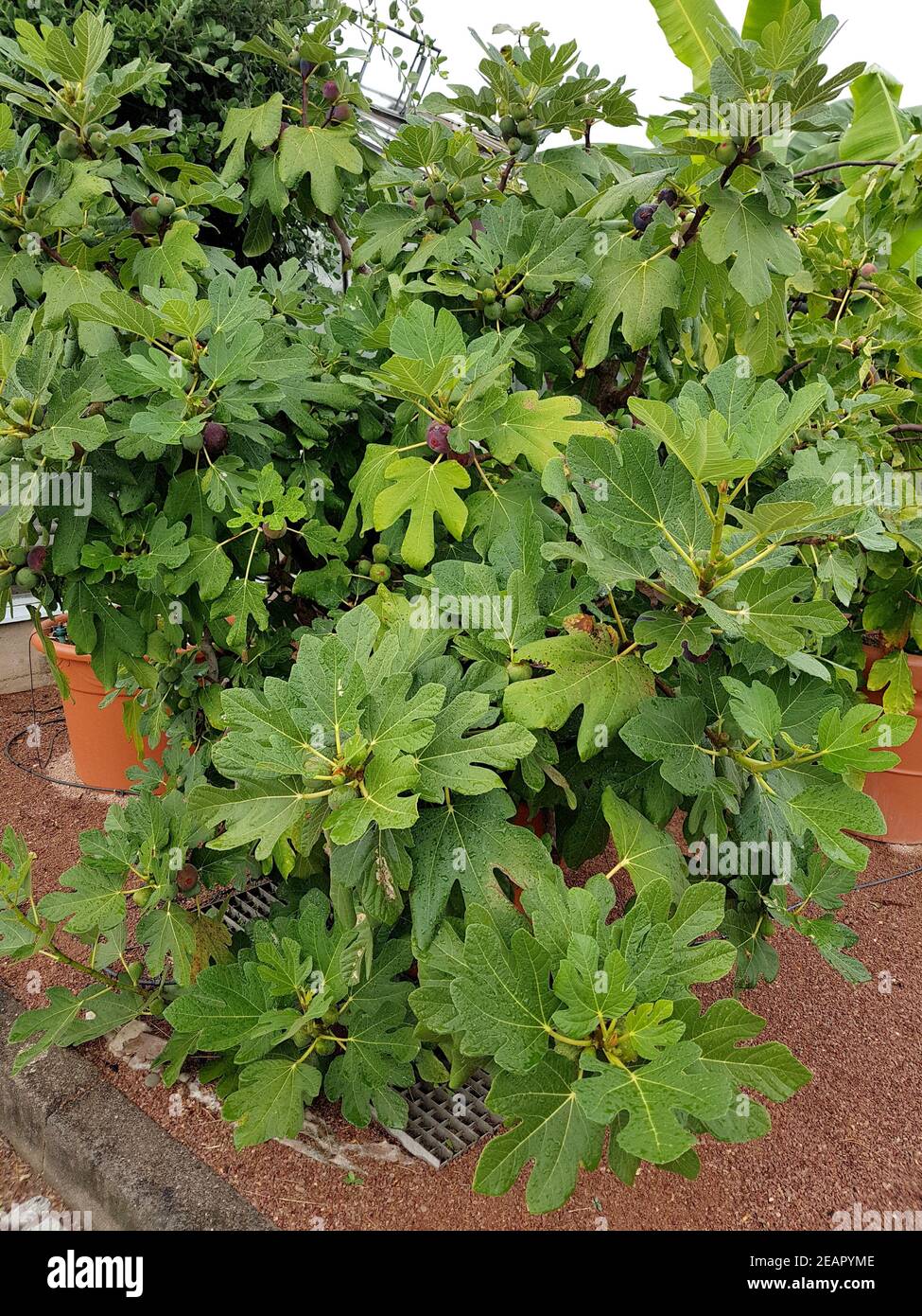 Feigen, Ficus carica, Feigenbaum Stockfotografie - Alamy