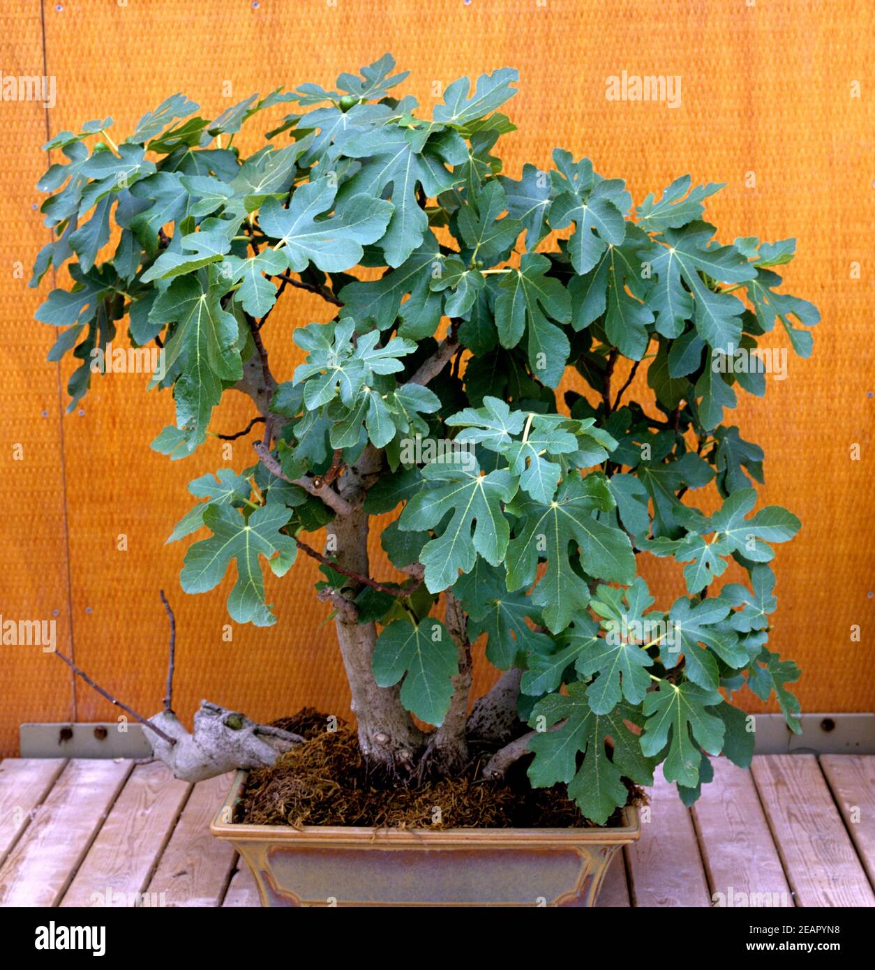 Reif feigen -Fotos und -Bildmaterial in hoher Auflösung – Alamy