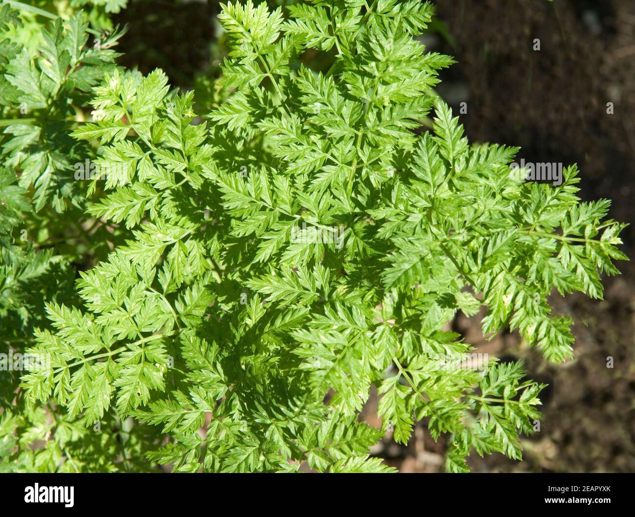 Gefleckter schierling -Fotos und -Bildmaterial in hoher Auflösung – Alamy
