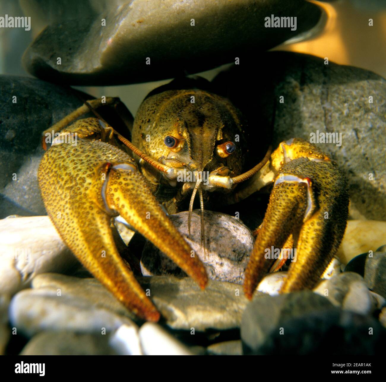 Europaeischer flusskrebs -Fotos und -Bildmaterial in hoher Auflösung ...